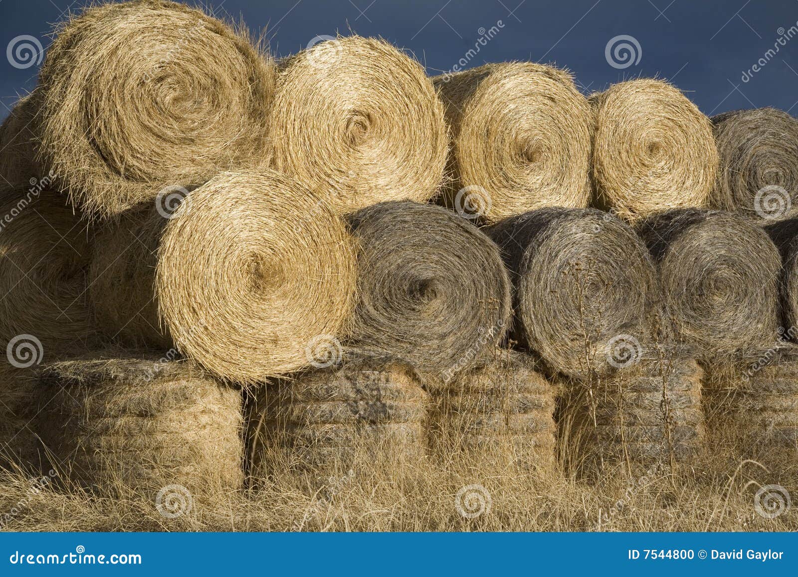 Haybales in Soft Autumn Evenign Light Stock Photo - Image of rural ...
