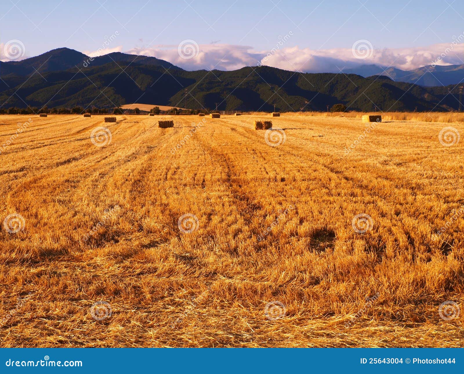 Hayfield stock photo. Image of hayfield, field, haying - 25643004