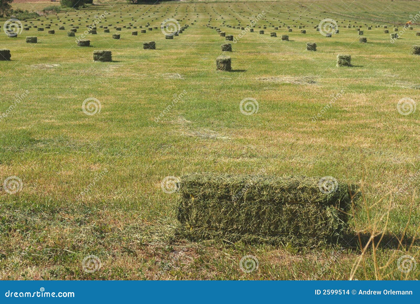 Hayfield stock photo. Image of farmland, farm, agricultural - 2599514