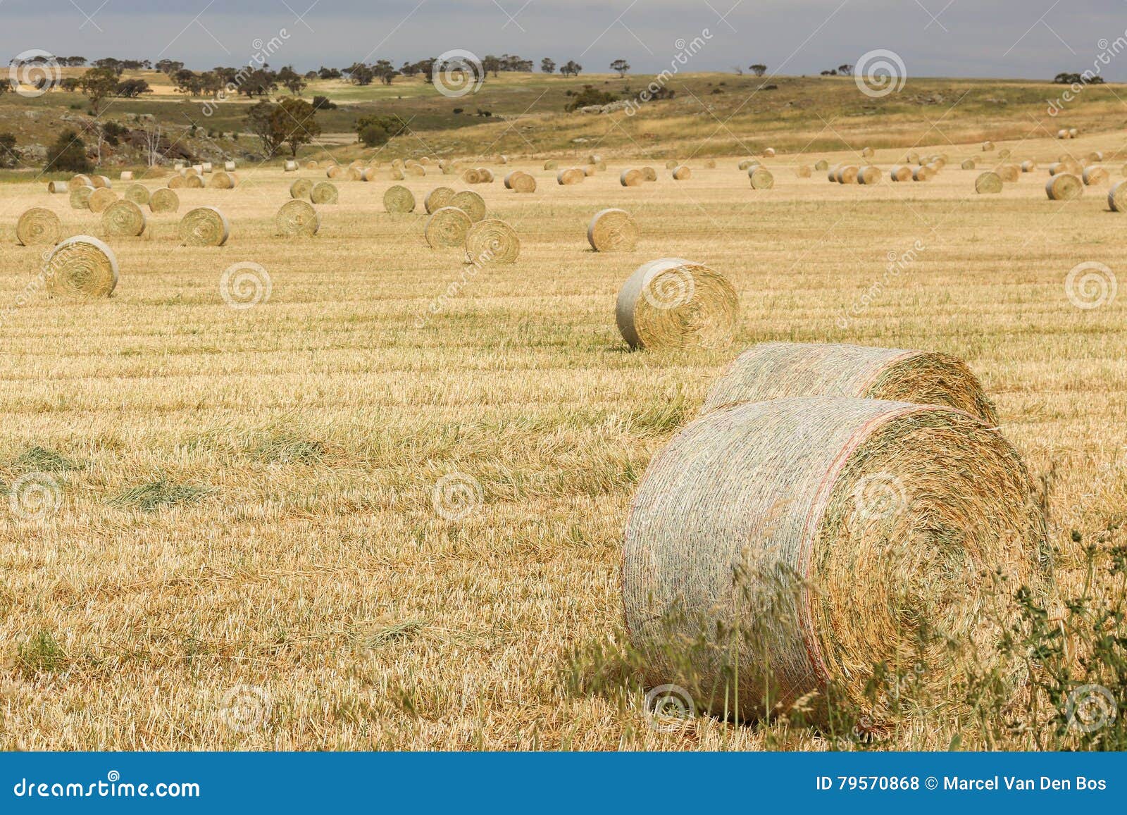 Hayfield, Hay Bales Drying in the Field Stock Photo - Image of ...