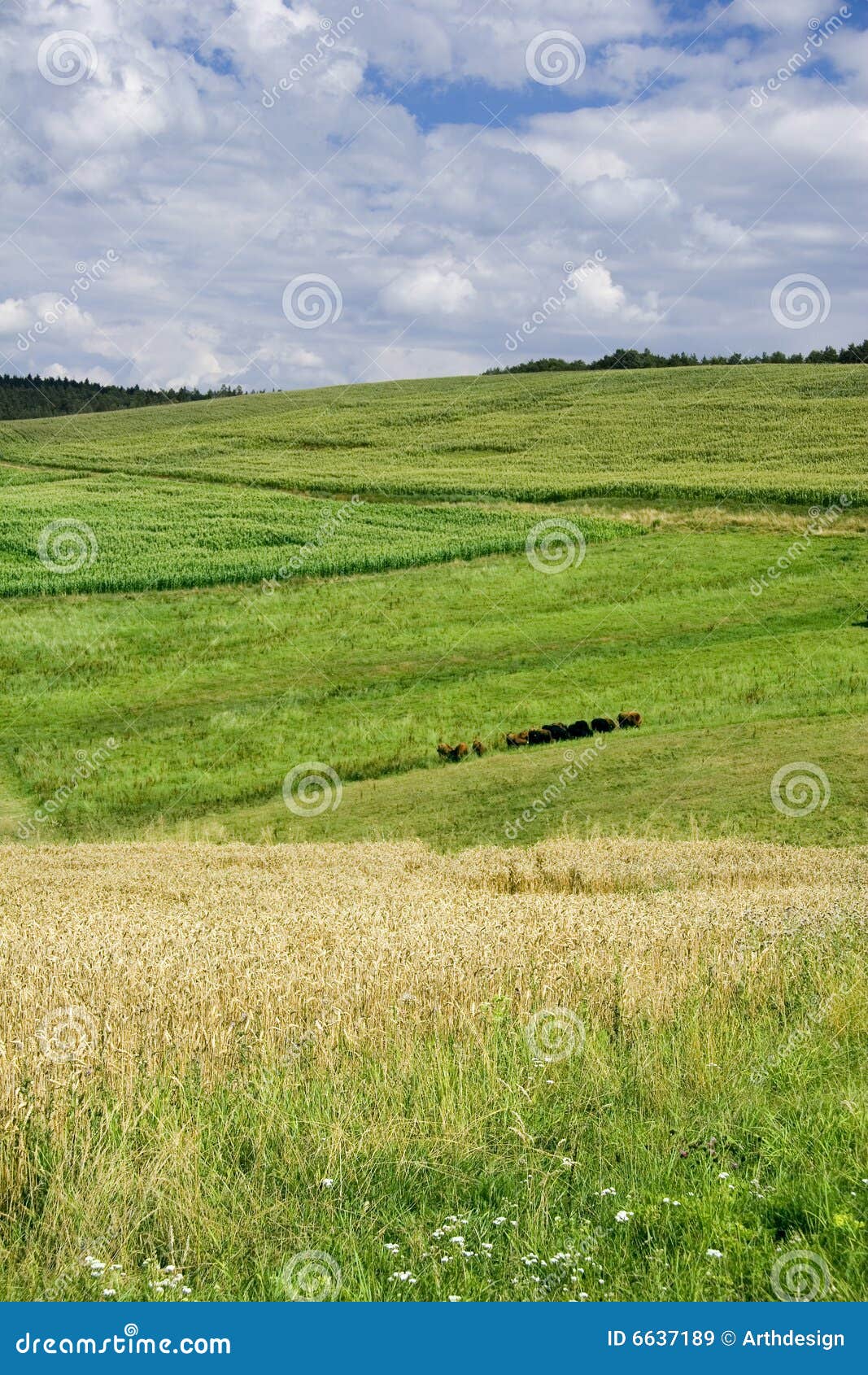Hayfield Landscape stock image. Image of summertime, thunderclouds ...