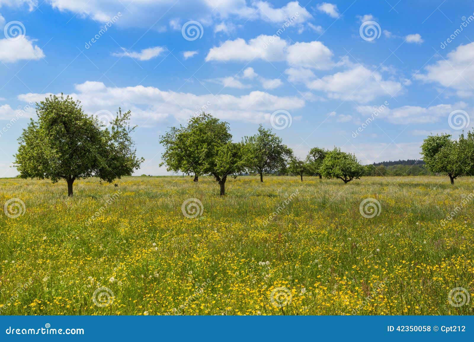 Hayfield stock photo. Image of grass, cloudscape, landscape - 42350058