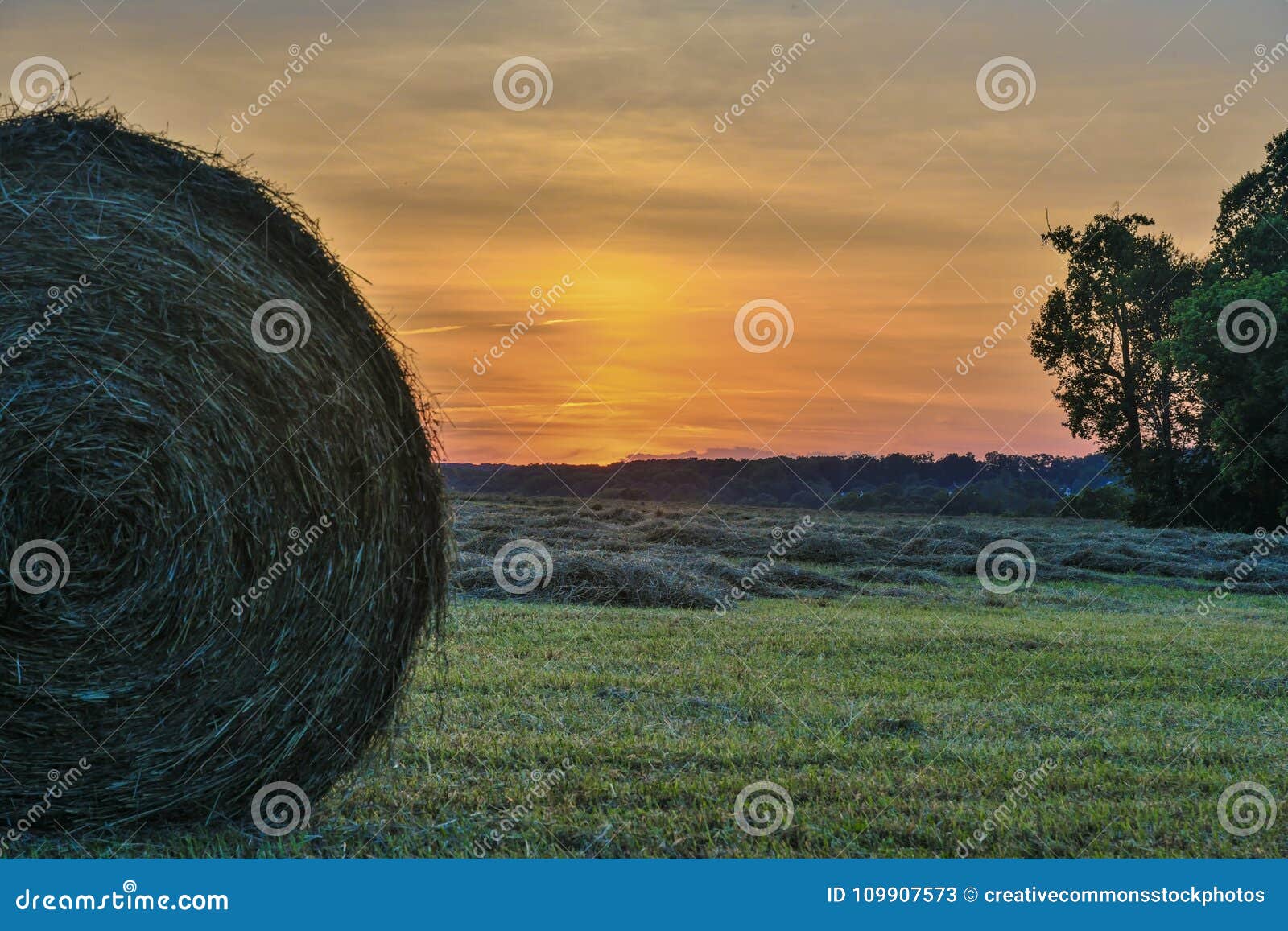 Hayfield During Sunset Picture. Image: 109907573