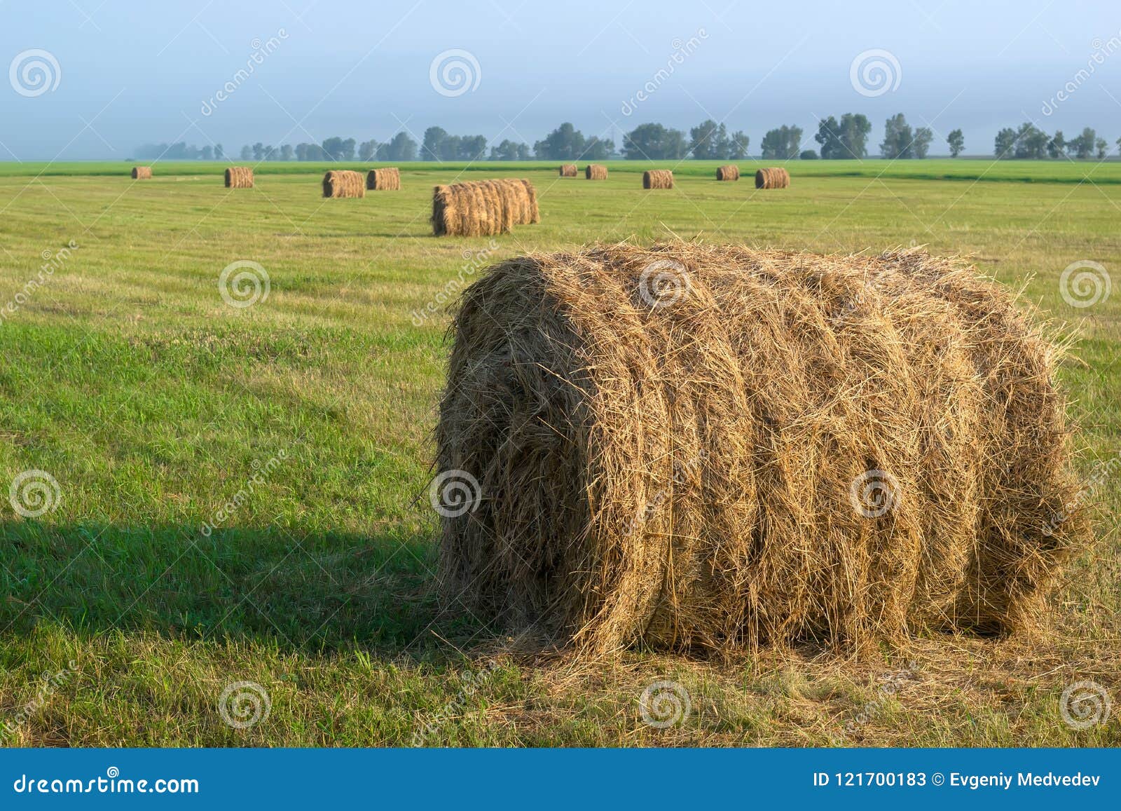 Haying, Harvesting, Lots of Haystack in the Fields Stock Image - Image ...