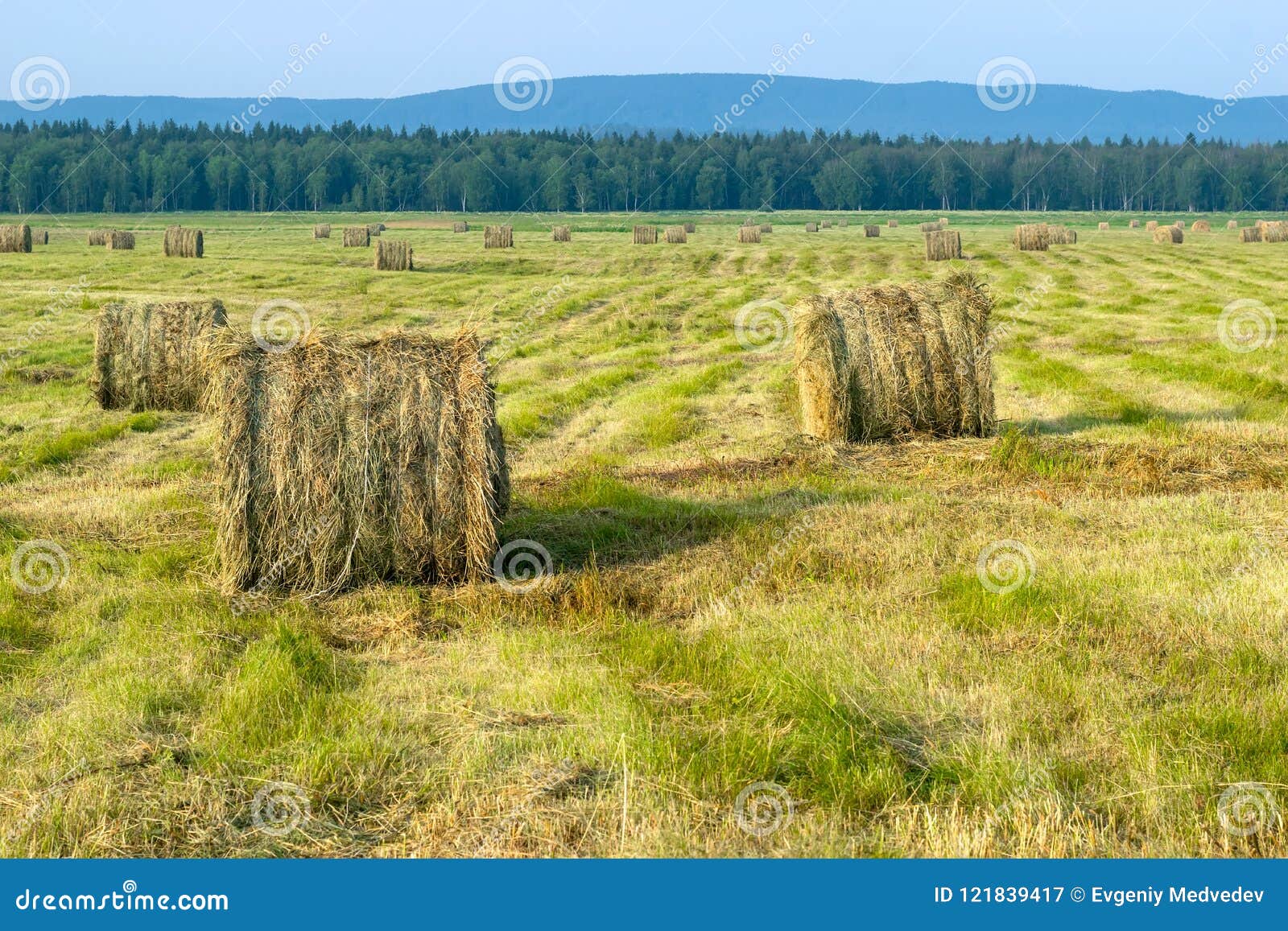 Haying, Harvesting, Lots of Haystack in the Fields Stock Image - Image ...