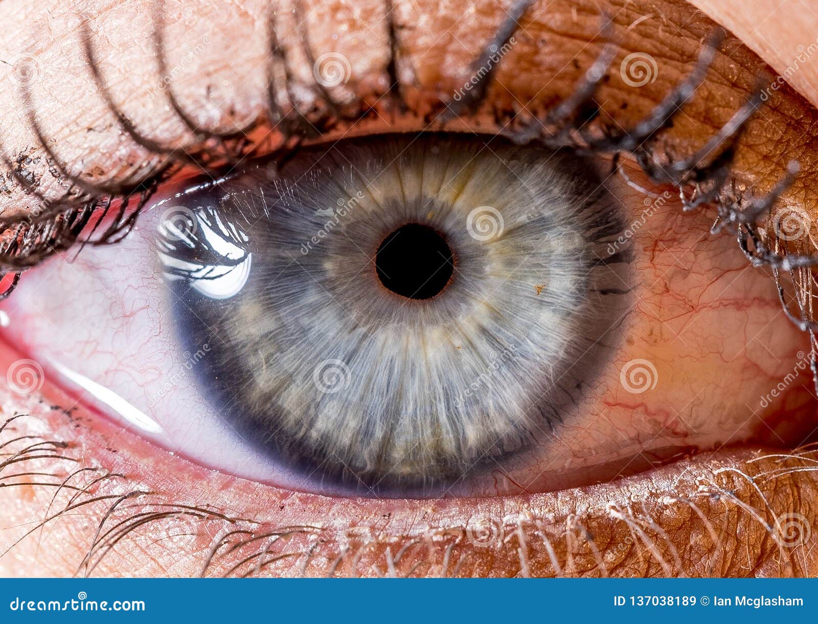 Close Up Eye. Close Up Iris. Very Close Macro Shot of an Eyeball Stock ...