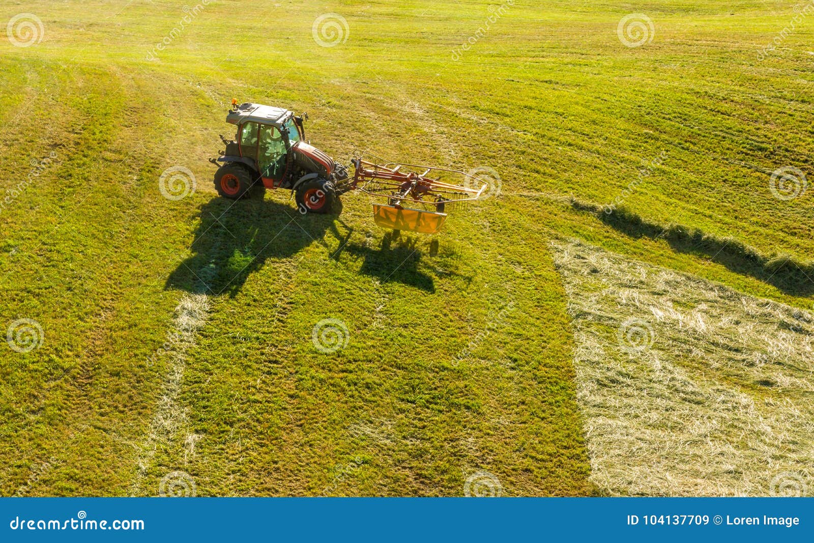 Haymaking on a Hillside with Rows of Hay, a Hay Tedder and a Hay-loader ...