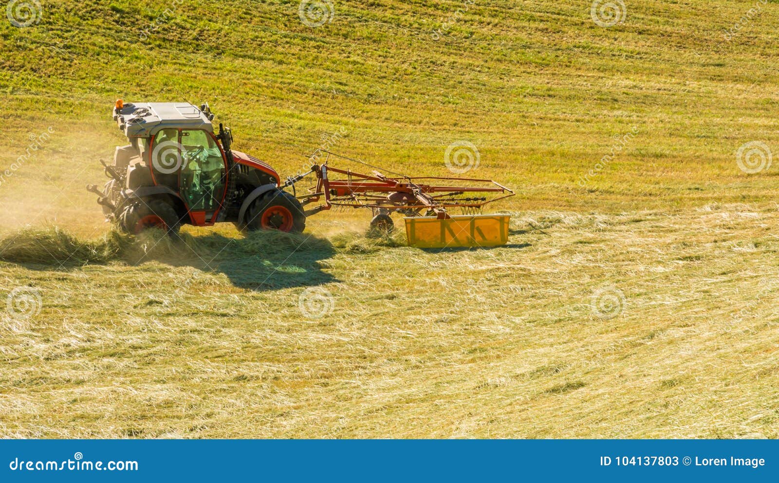 Haymaking on a Hillside with Rows of Hay, a Hay Tedder and a Hay-loader ...
