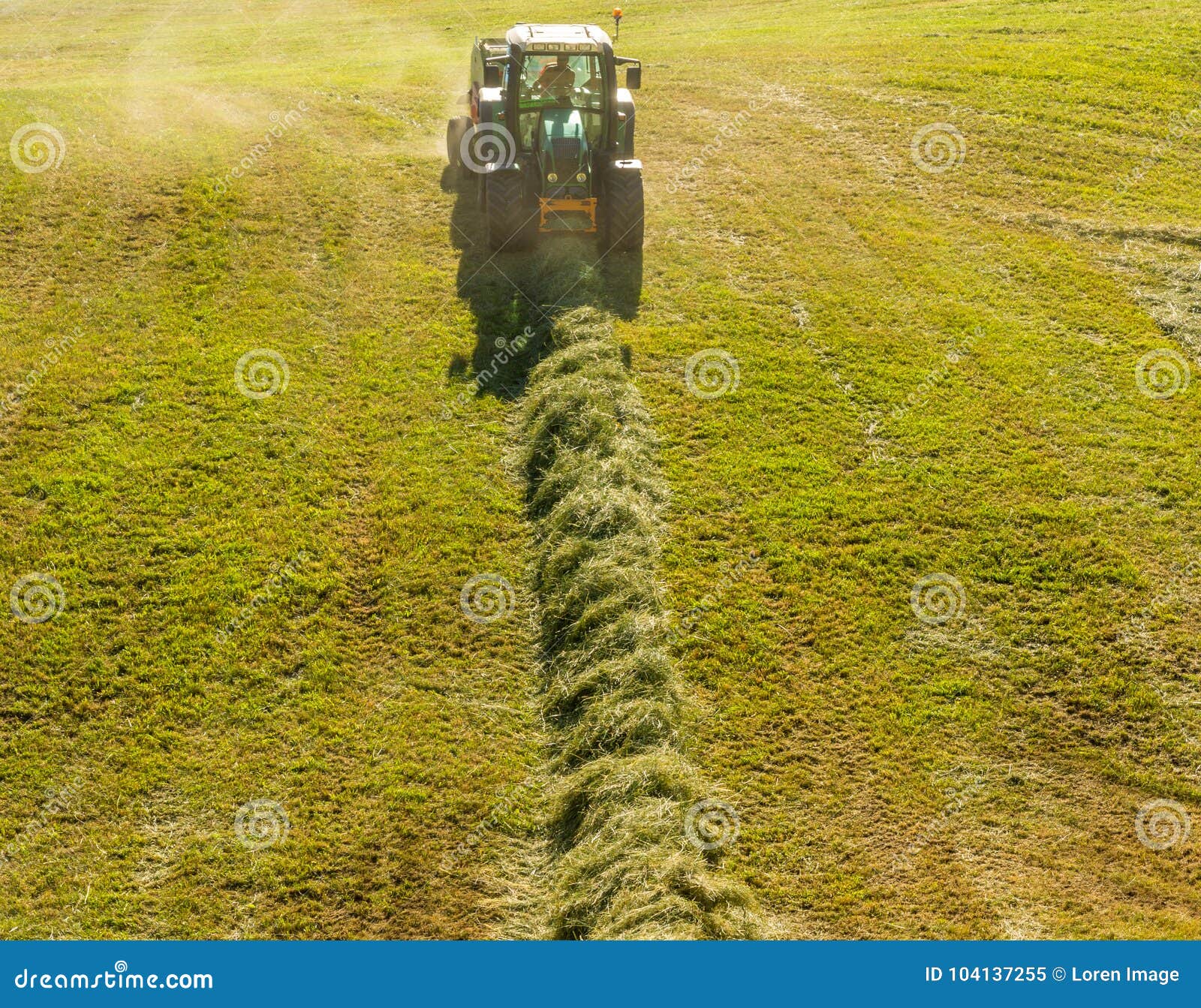 Haymaking on a Hillside with Rows of Hay, a Hay Tedder and a Hay-loader ...