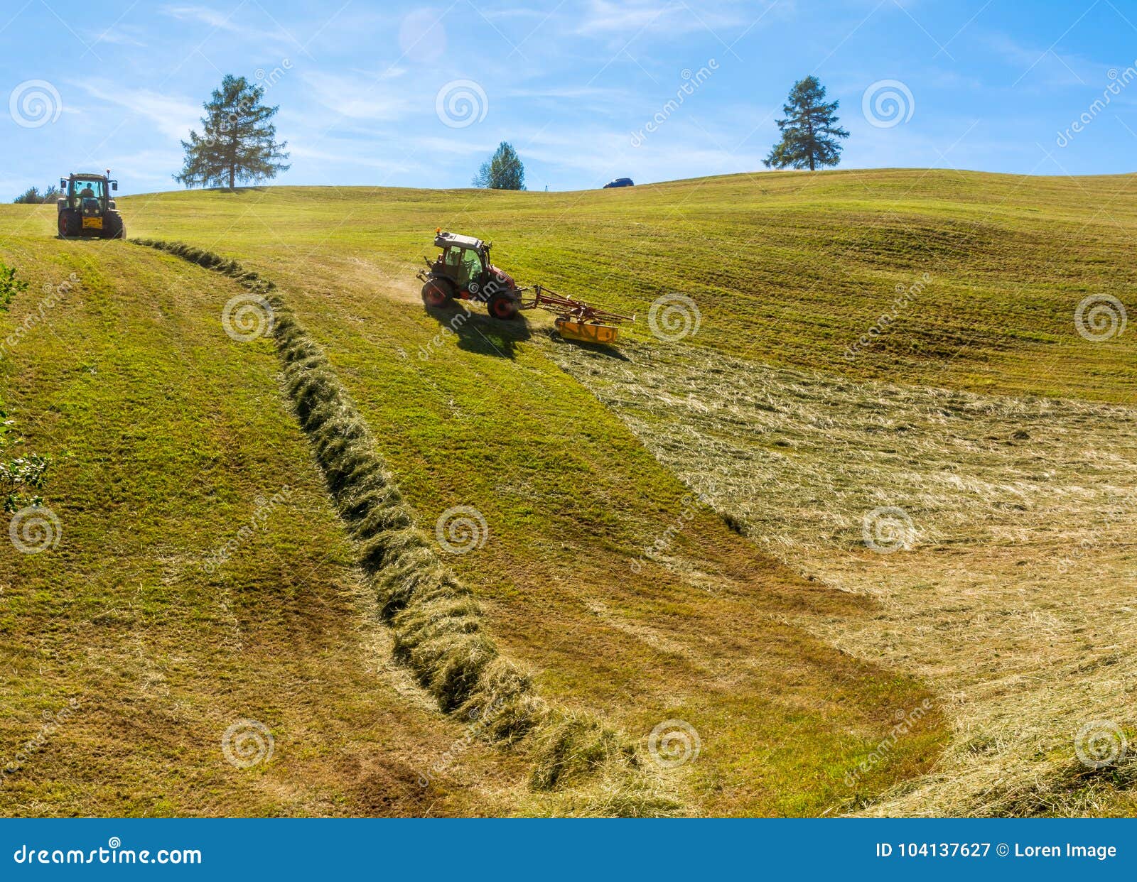 Haymaking on a Hillside with Rows of Hay, a Hay Tedder and a Hay-loader ...