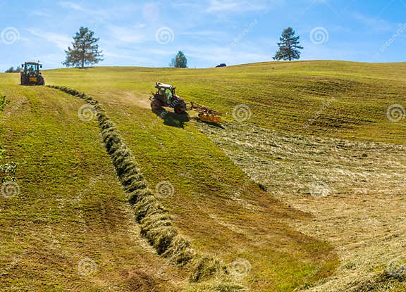 Haymaking on a Hillside with Rows of Hay, a Hay Tedder and a Hay-loader ...