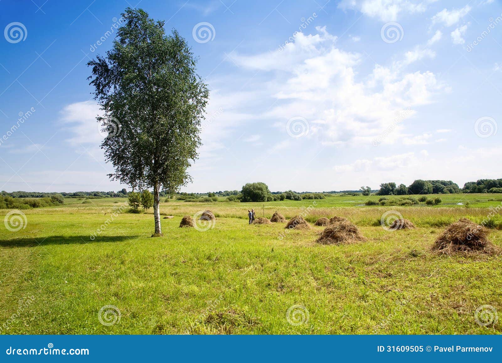Haymaking stock image. Image of haycrop, birch, stack - 31609505