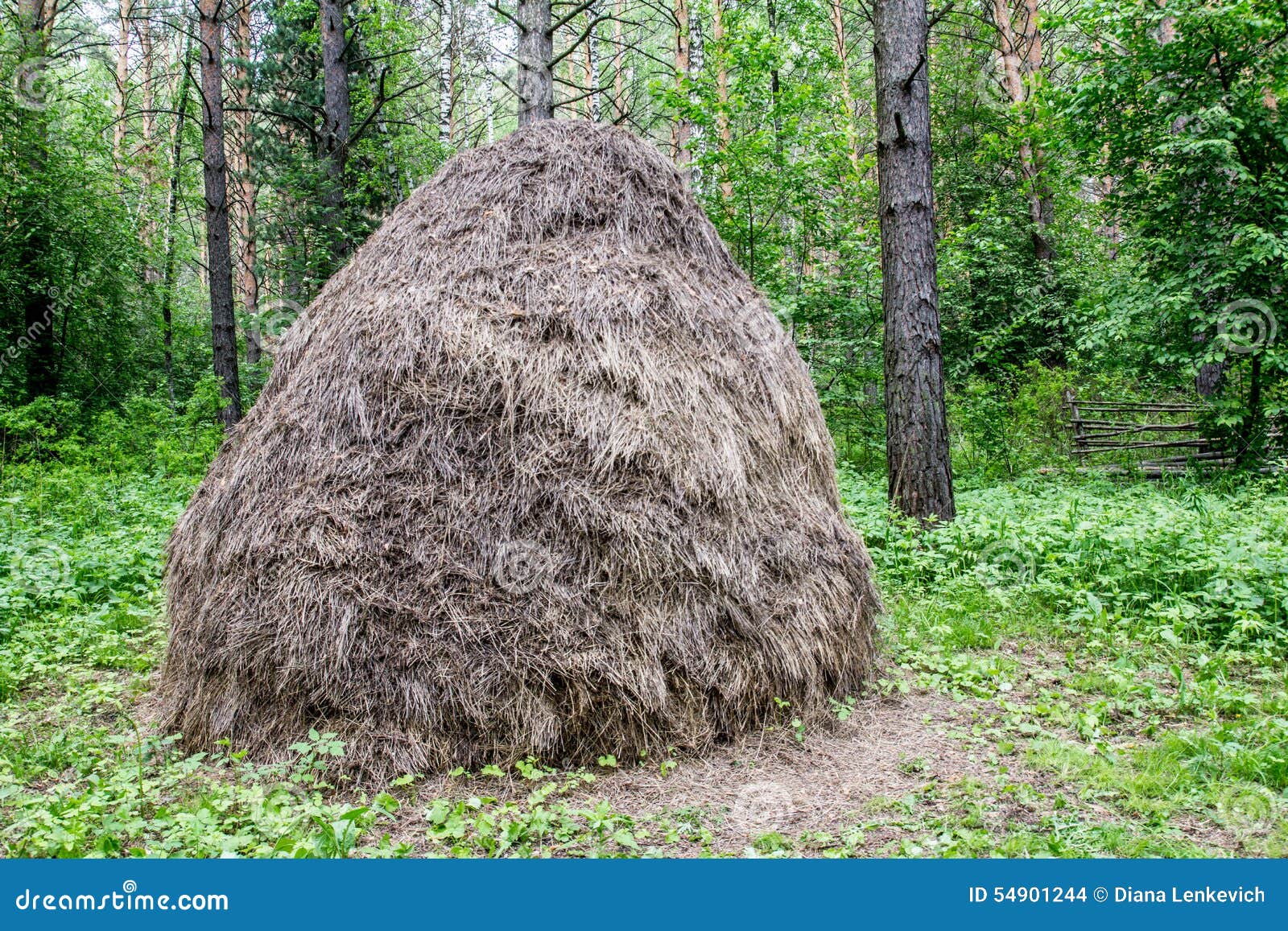 Haymow stock photo. Image of green, haystack, hayrick - 54901244
