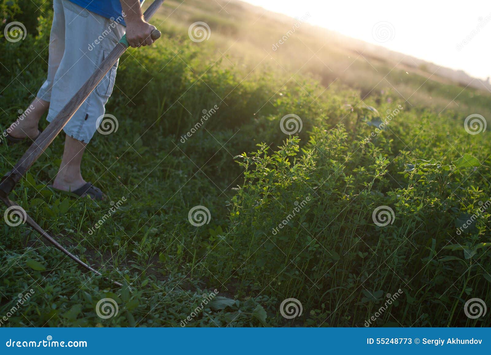 Haymowing stock image. Image of farming, landscape, ecology - 55248773
