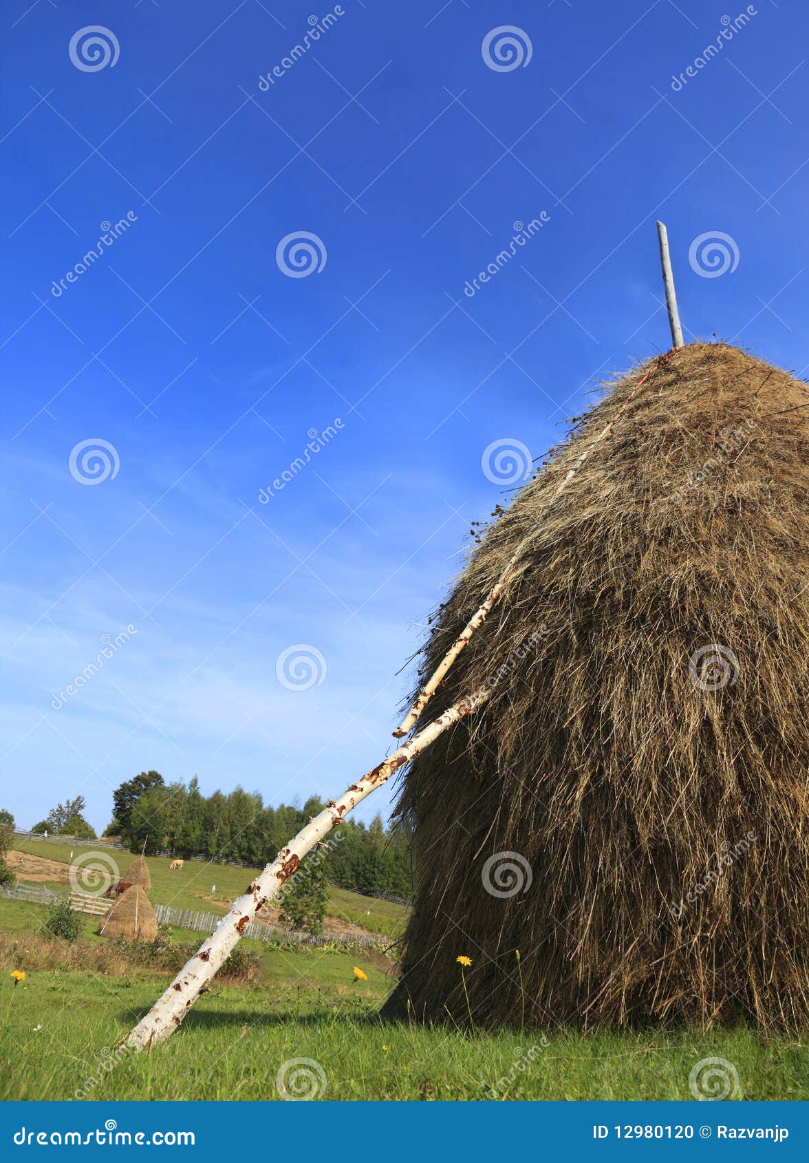 Hayrick stock photo. Image of nourishment, nourish, diagonal - 12980120