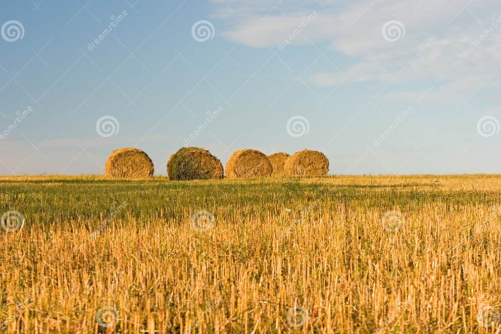 Hayrick stock image. Image of hayrick, woodland, haulm - 283641