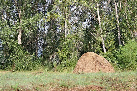 Hayrick 库存照片. 图片 包括有 干燥, 平均, 白杨树, 城镇, 欧洲, 在附近, 拍摄, 塞尔维亚 - 57516822