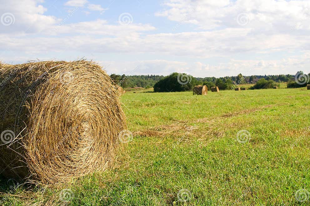 Hayrick on Field in Harvest Time Stock Image - Image of farmers ...