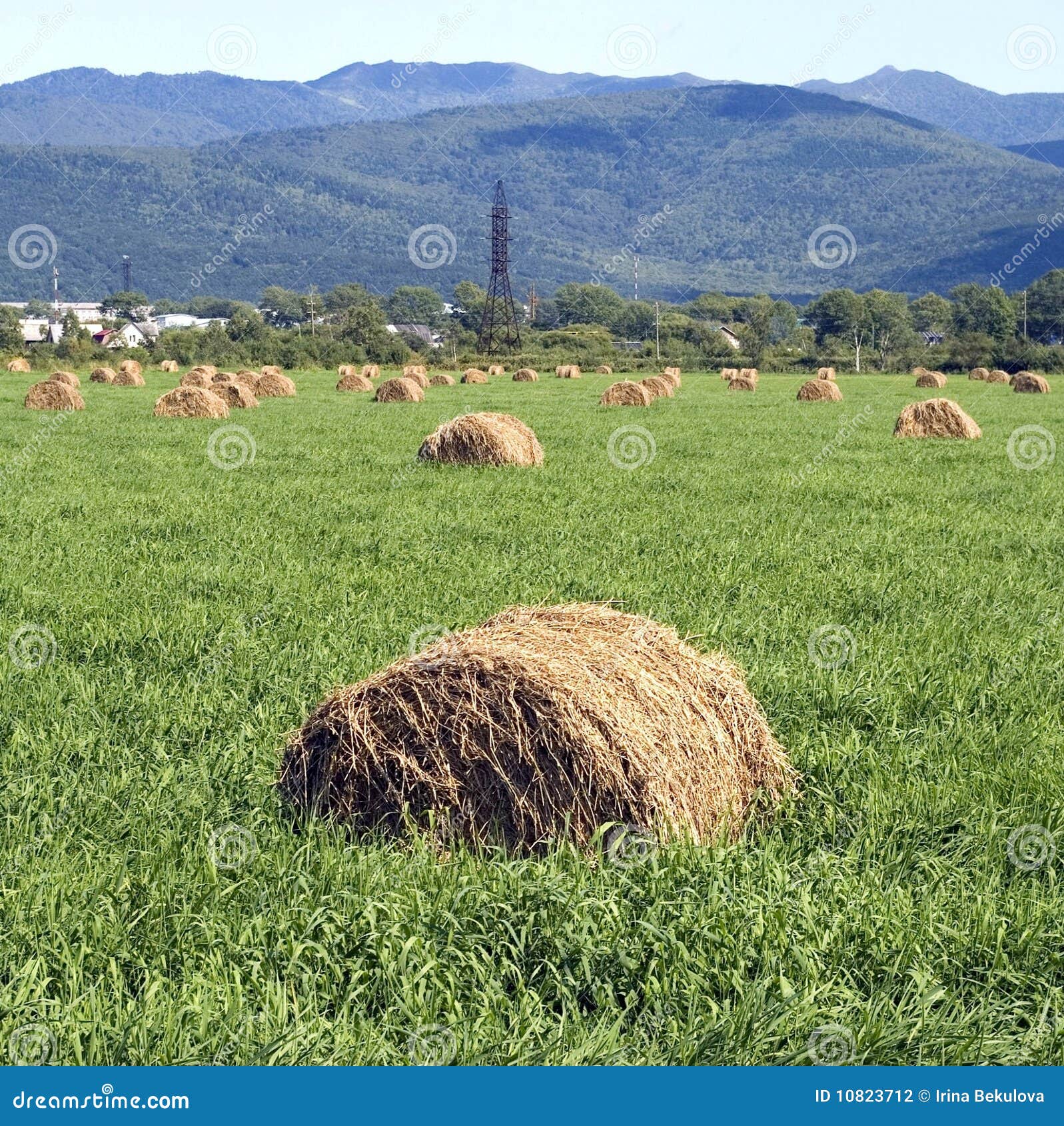 Haystack stock photo. Image of flora, herb, august, field - 10823712