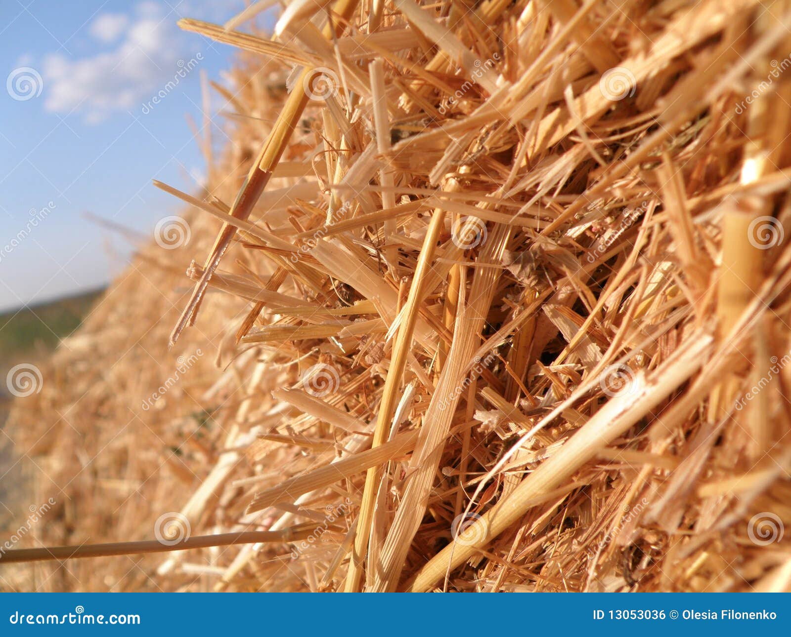 Haystack stock photo. Image of exploitation, straw, ideas - 13053036