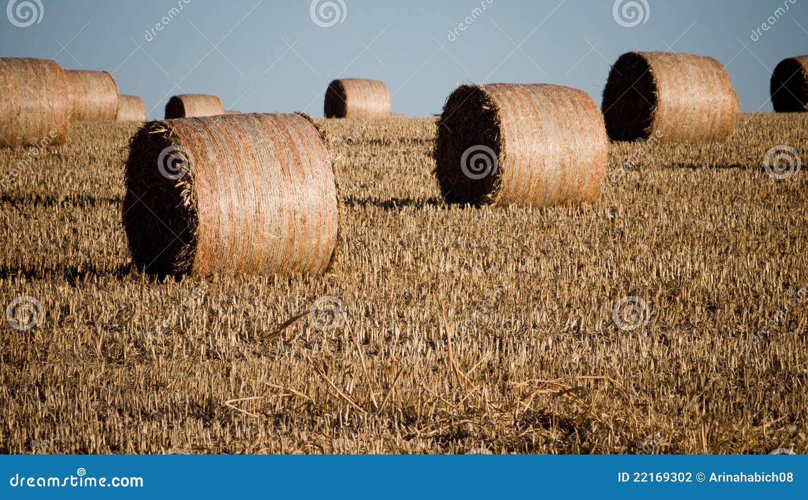 Haystack stock photo. Image of farm, gold, growth, agriculture - 22169302