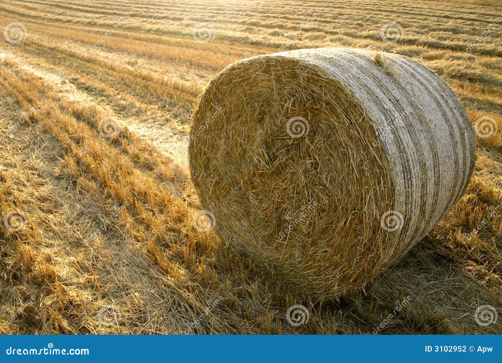 Haystack stock photo. Image of light, crop, sunlight, harvested - 3102952