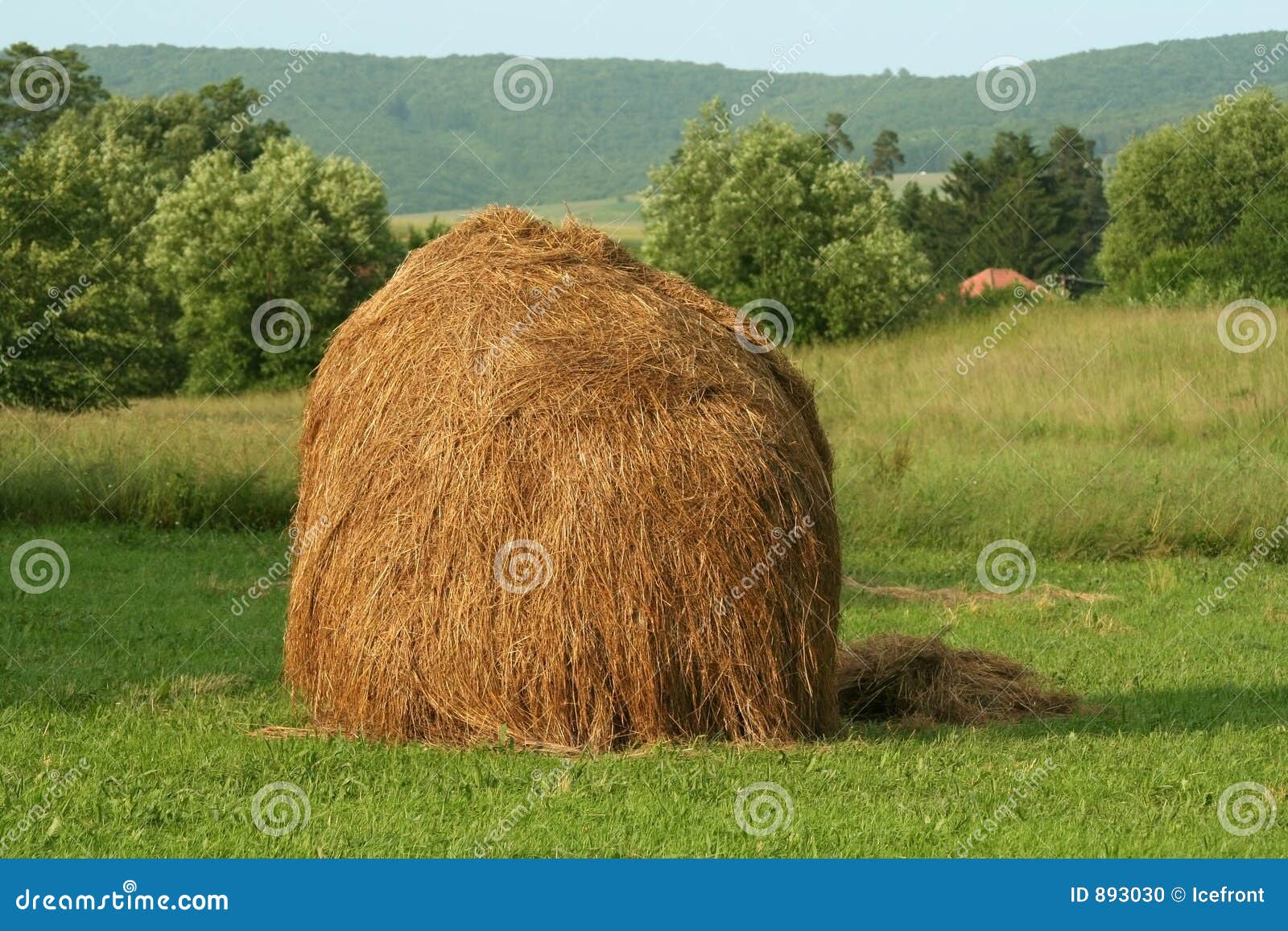 Haystack stock photo. Image of fodder, tree, field, harvest - 893030