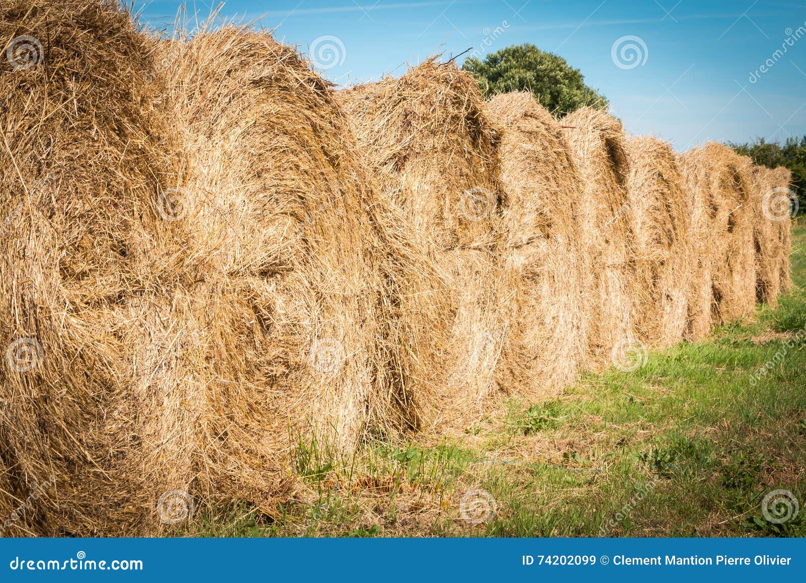 Haystack Aligned in a Field Stock Image - Image of scenery, field: 74202099