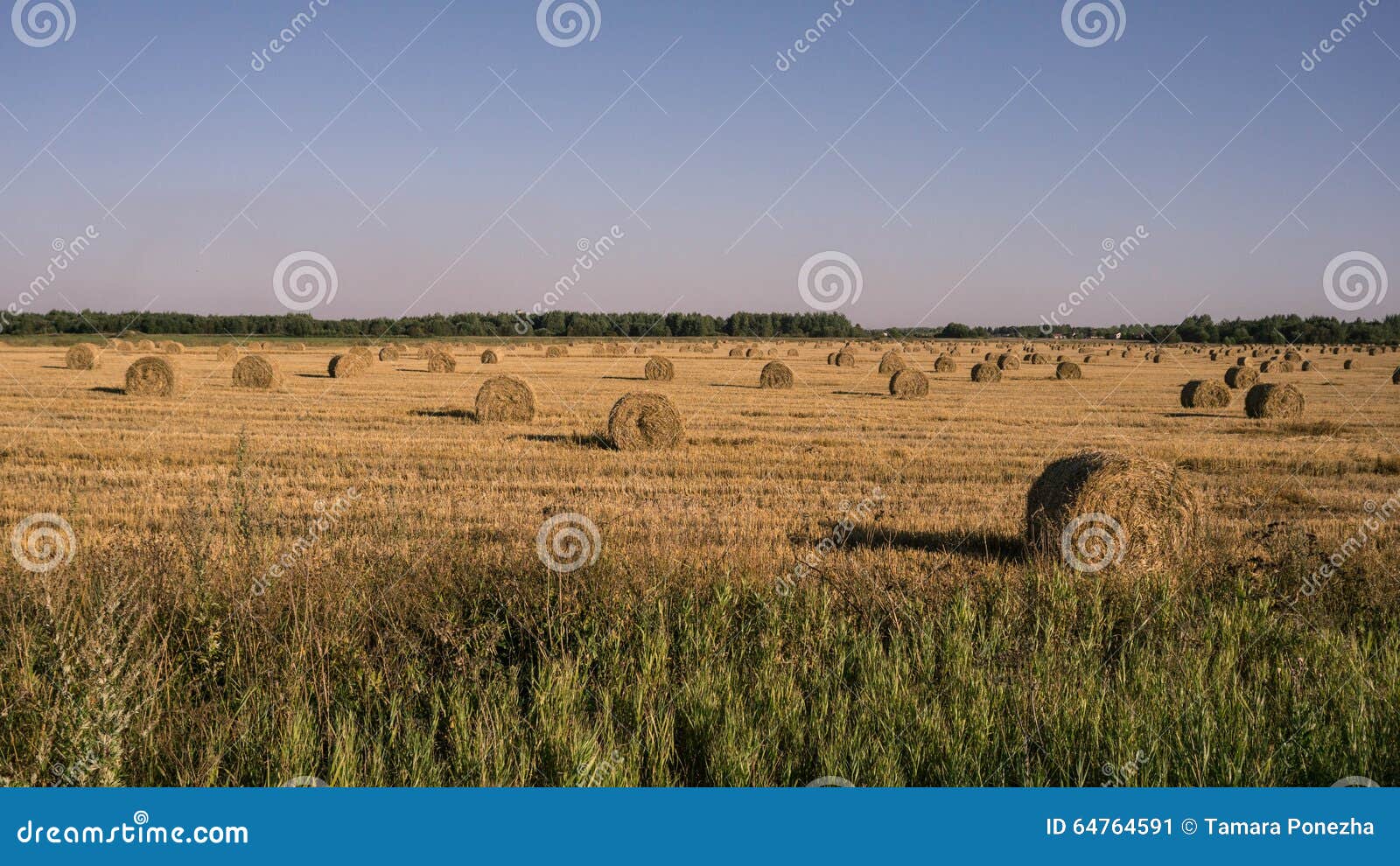 Haystack stock image. Image of quiet, meadows, haystack - 64764591
