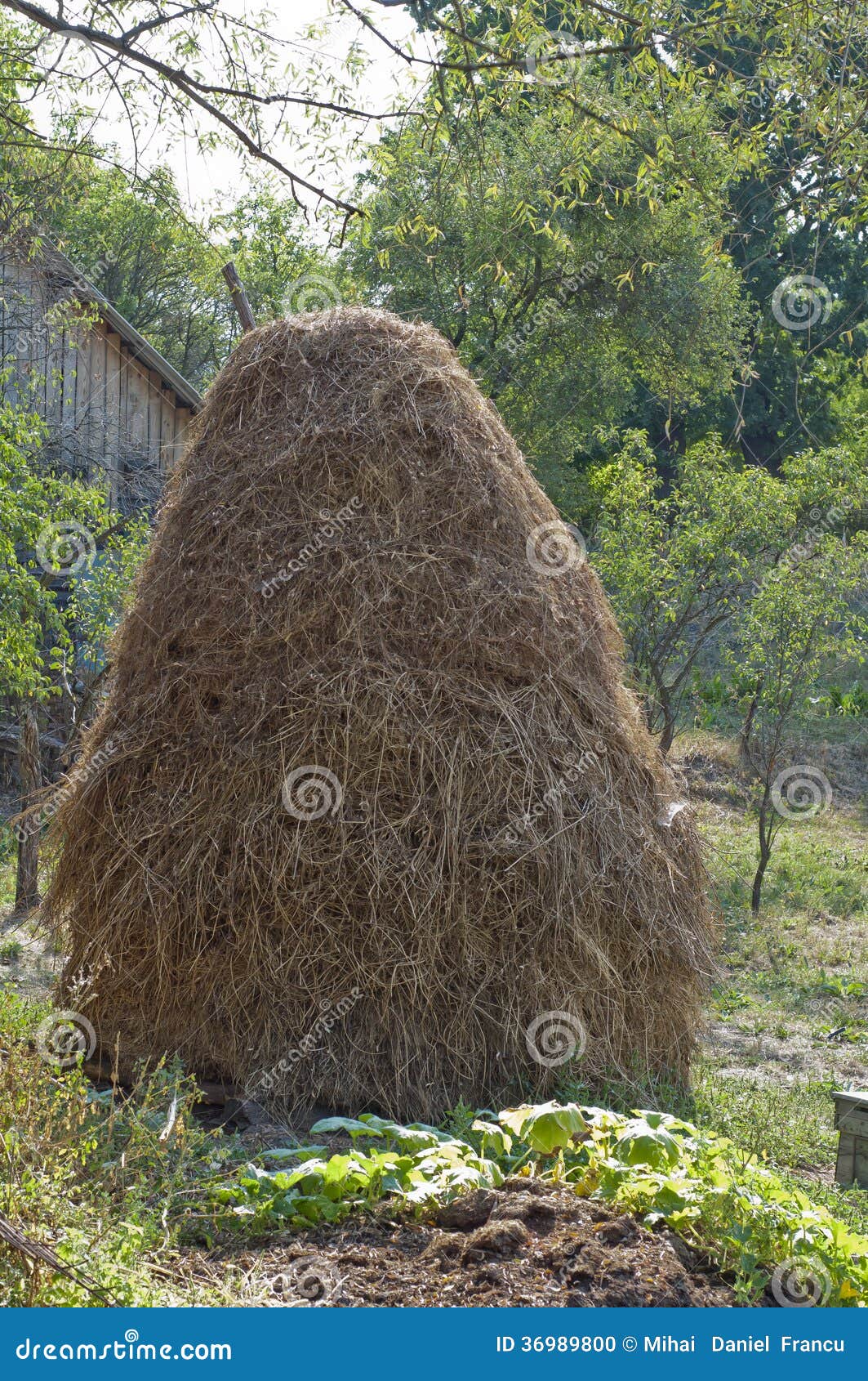 Haystack stock photo. Image of harvesting, agriculture - 36989800