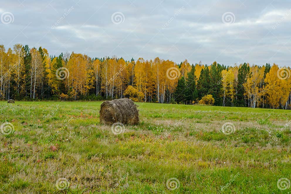 Haystack in country field stock image. Image of freedom - 31424967