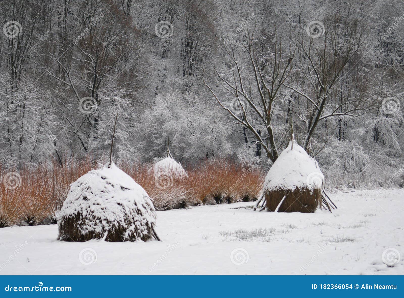 Haystack Covered with Snow in Winter Stock Photo - Image of farm, white ...