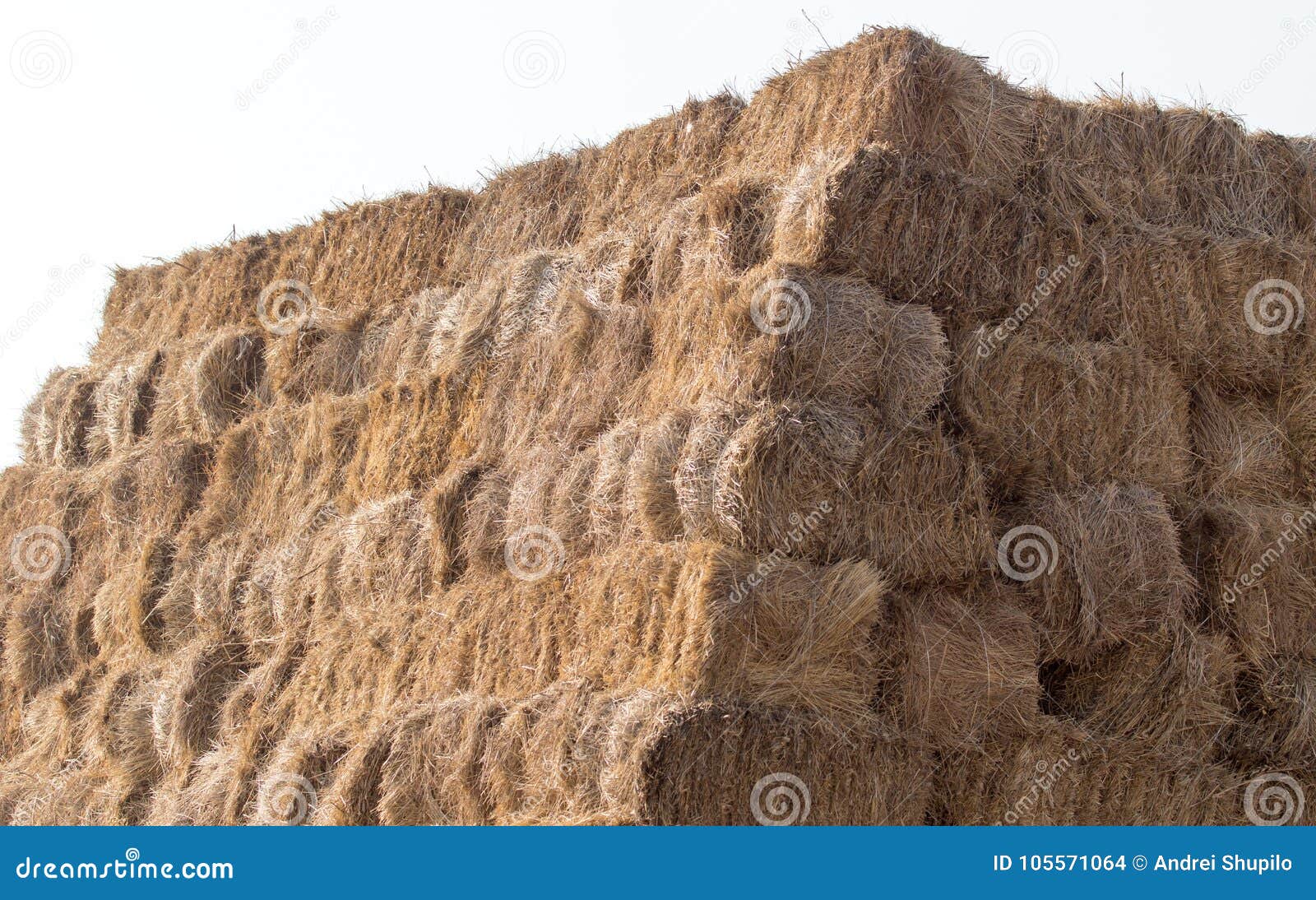 Haystack on a Farm in Nature Stock Photo - Image of straw, farm: 105571064