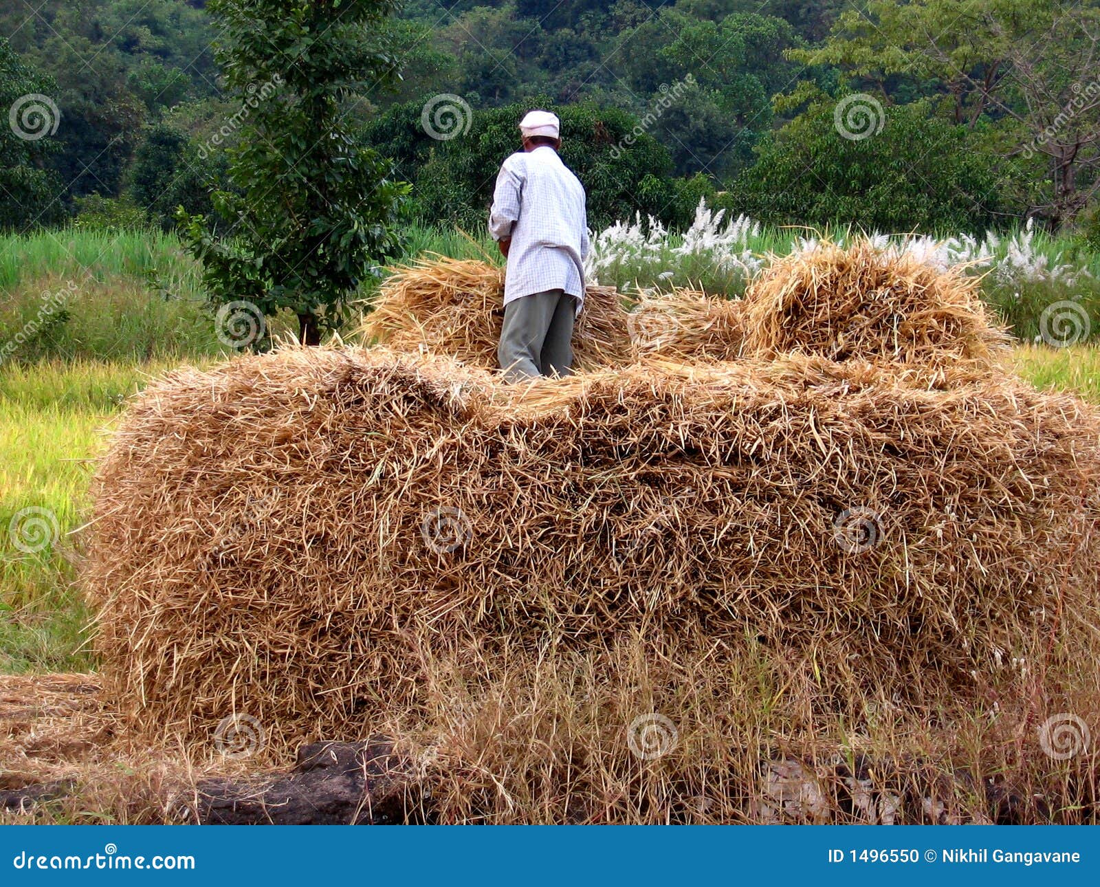 Haystack Farmer stock photo. Image of farm, farms, indian - 1496550