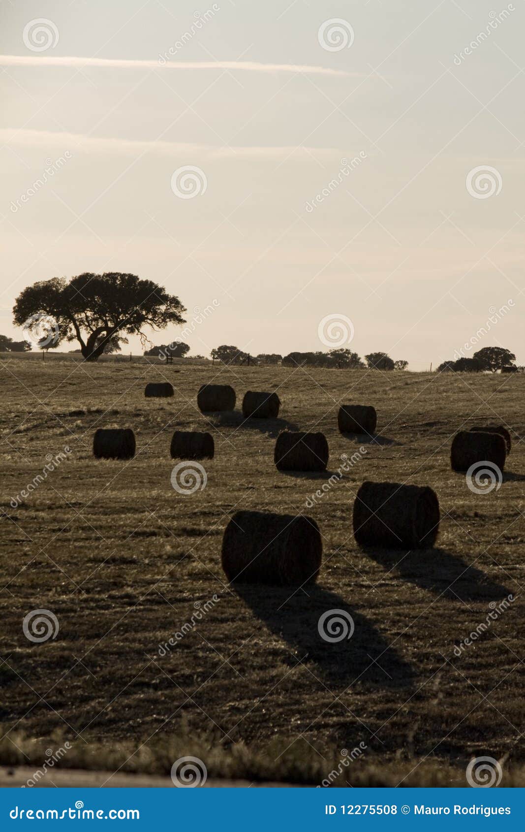 Haystack field stock photo. Image of crop, pile, arrangement - 12275508