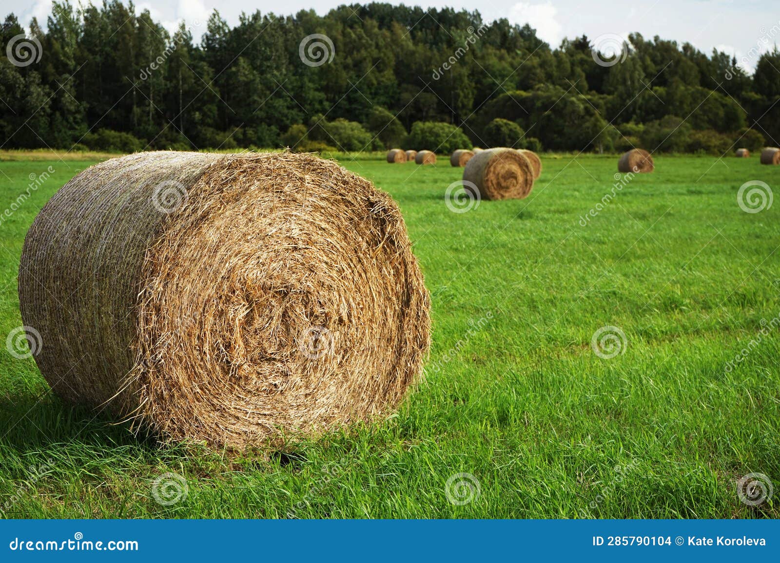 Haystack in a Field Against the Backdrop of a Forest at Sunset in ...