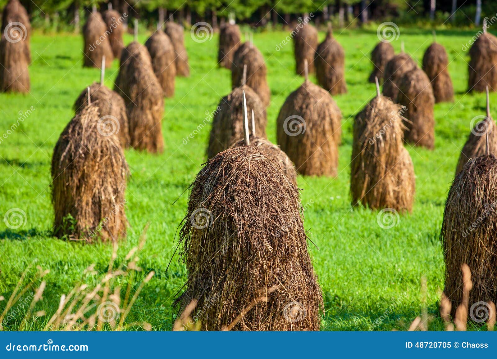 Haystack on field stock image. Image of grass, rural - 48720705
