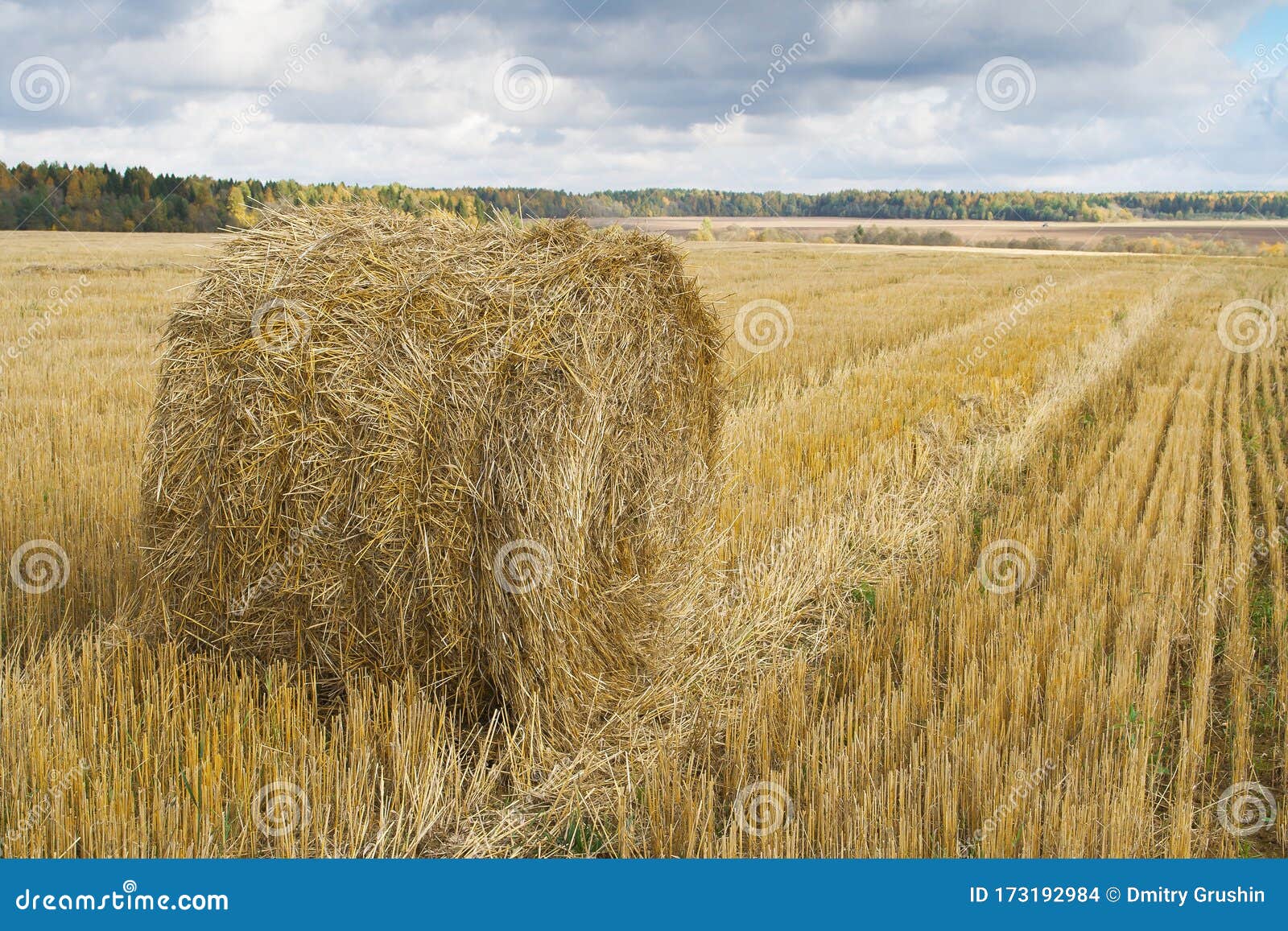 Haystack in the field stock photo. Image of plant, texture - 173192984