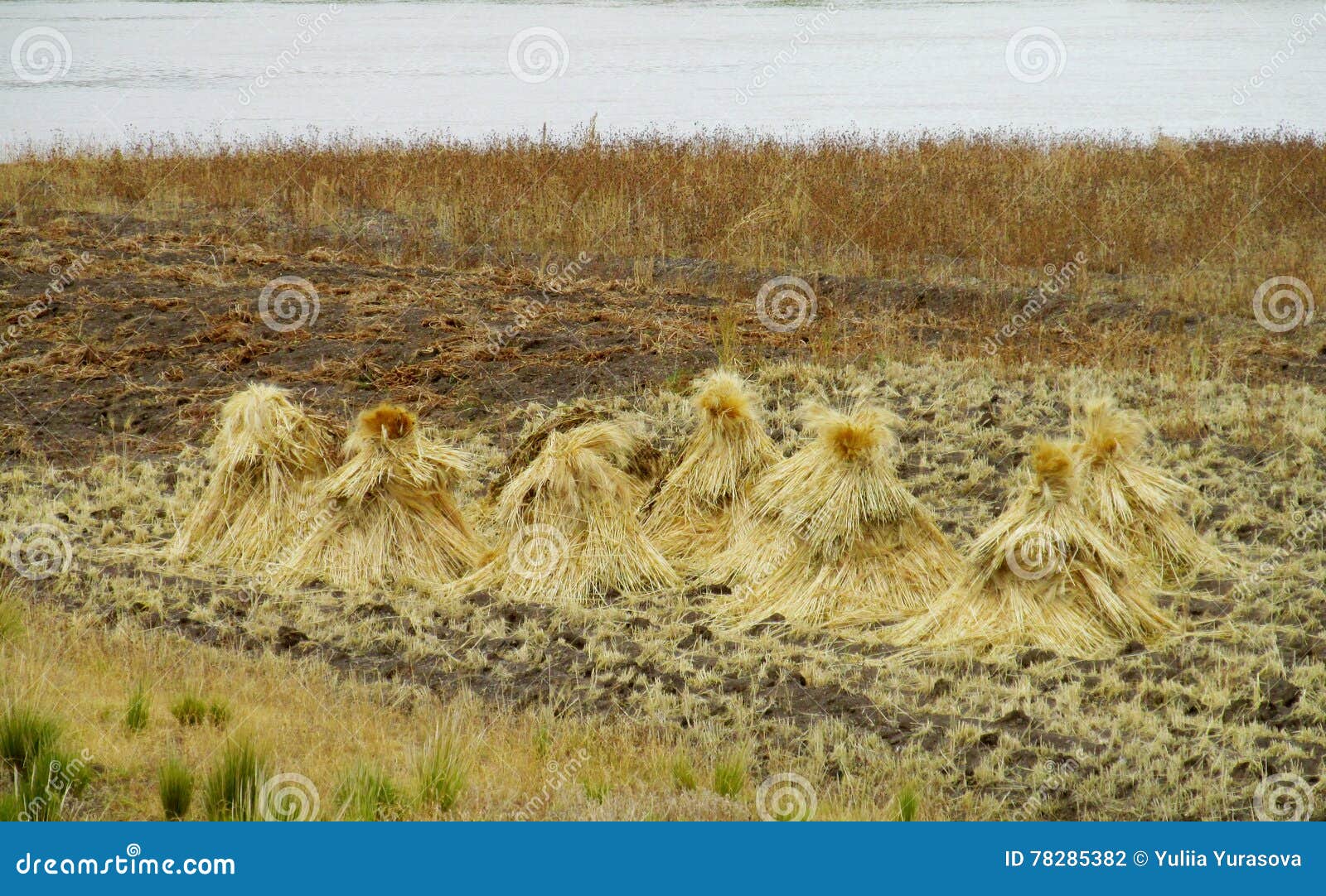 Haystack in the field stock photo. Image of bale, bundle - 78285382