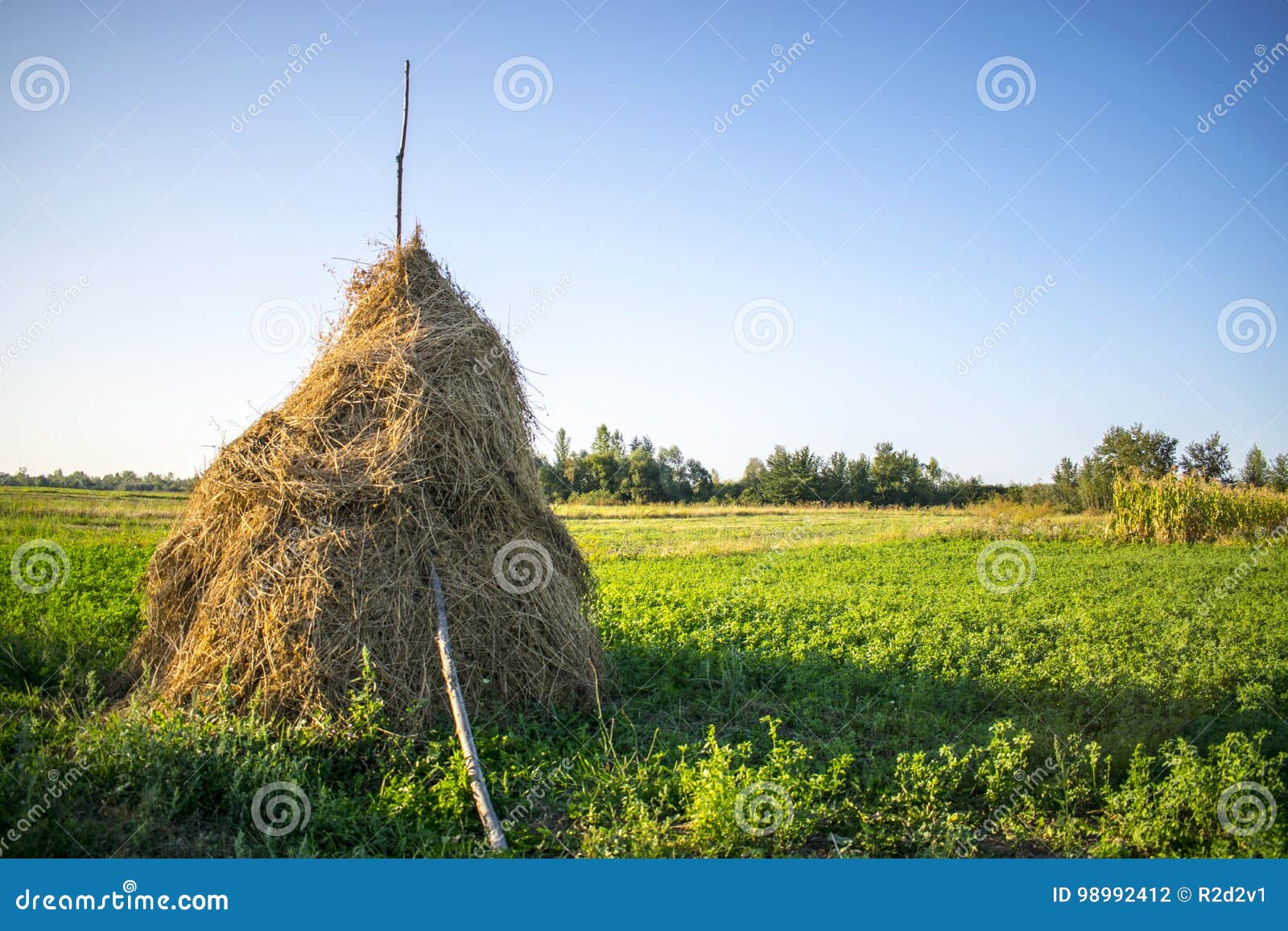 Haystack in a field stock photo. Image of rural, summer - 98992412