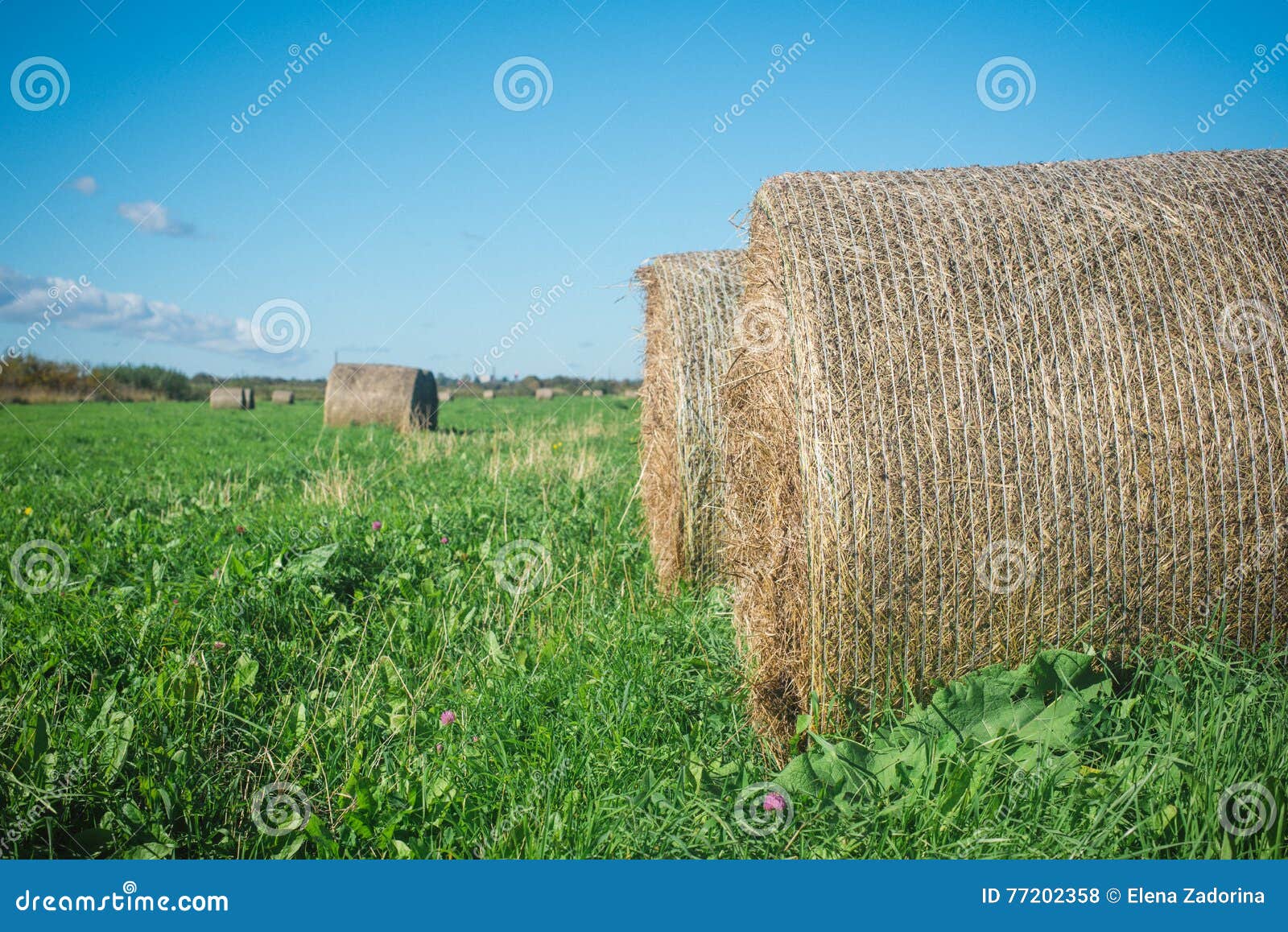 Haystack in a field stock photo. Image of harvesting - 77202358