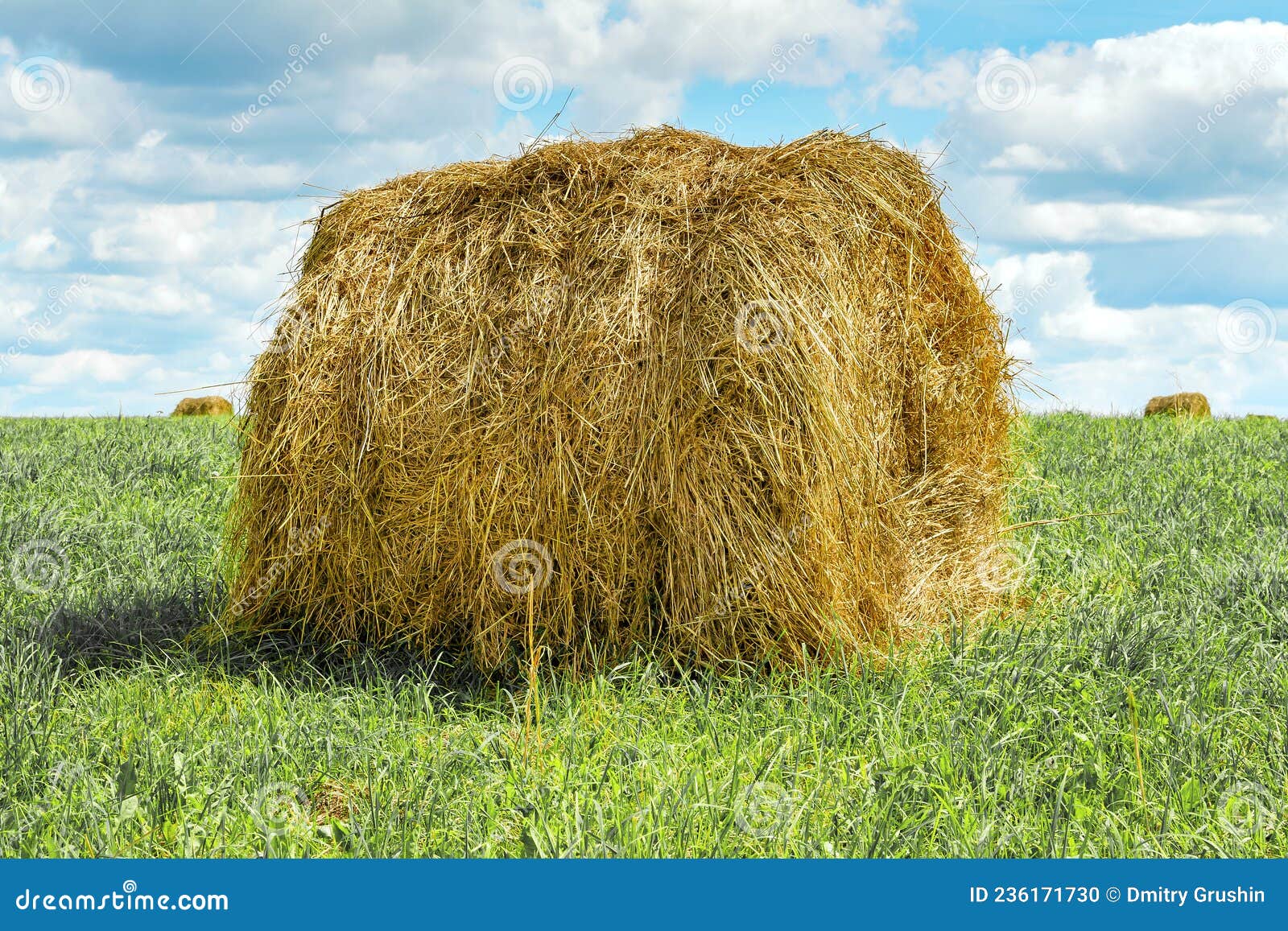 Haystack in a field stock photo. Image of grain, closeup - 236171730