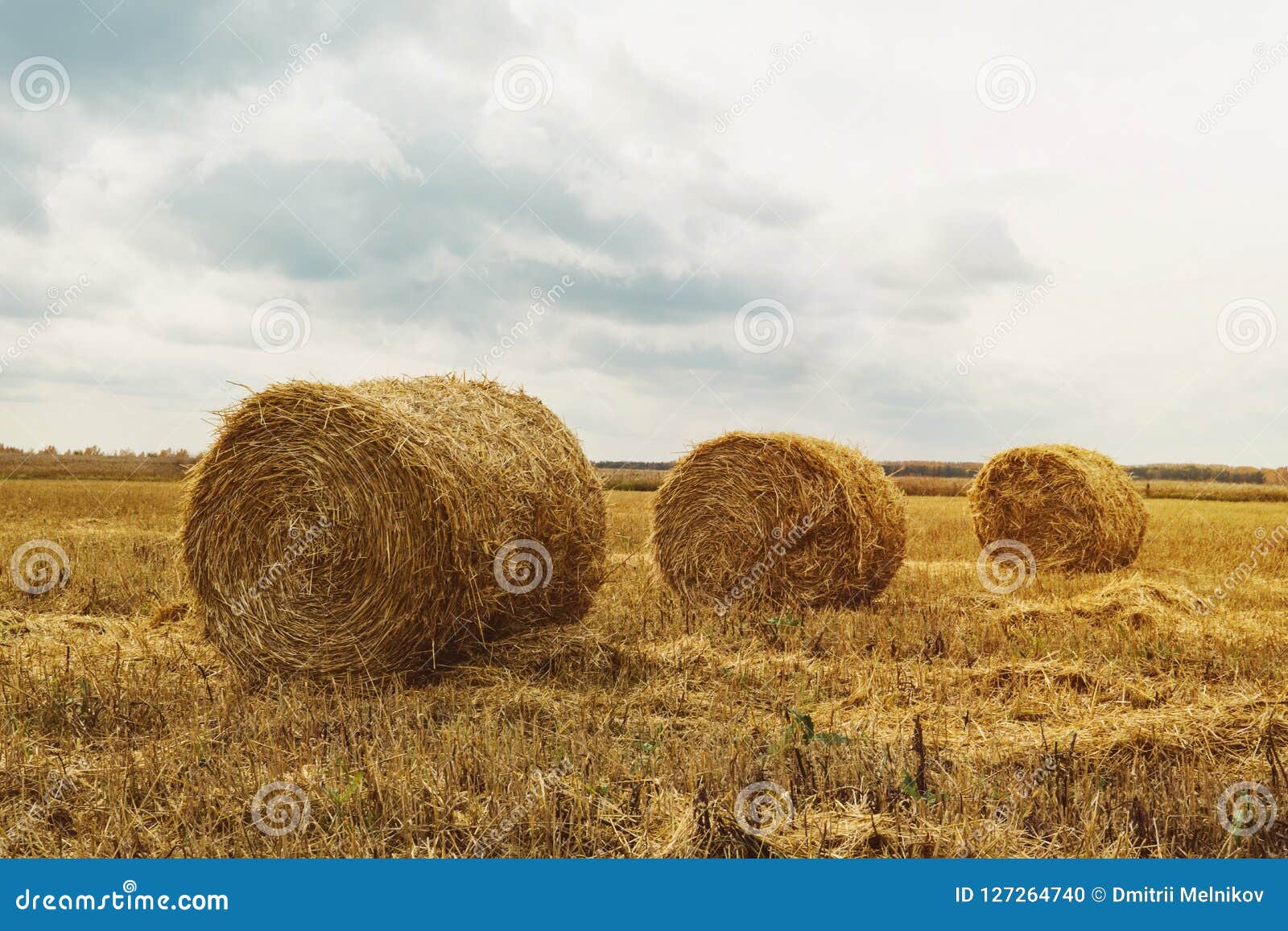 Haystack Harvest Agriculture Farm Field. Haystack On Agricultural Field ...