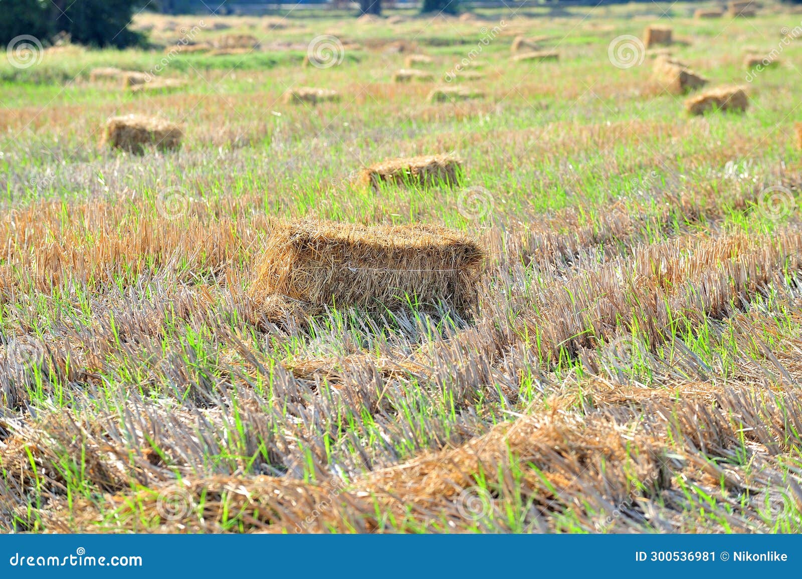 Haystack or Hay Straw. Mowed Dry Grass in Stack on Farm Field. Stock ...