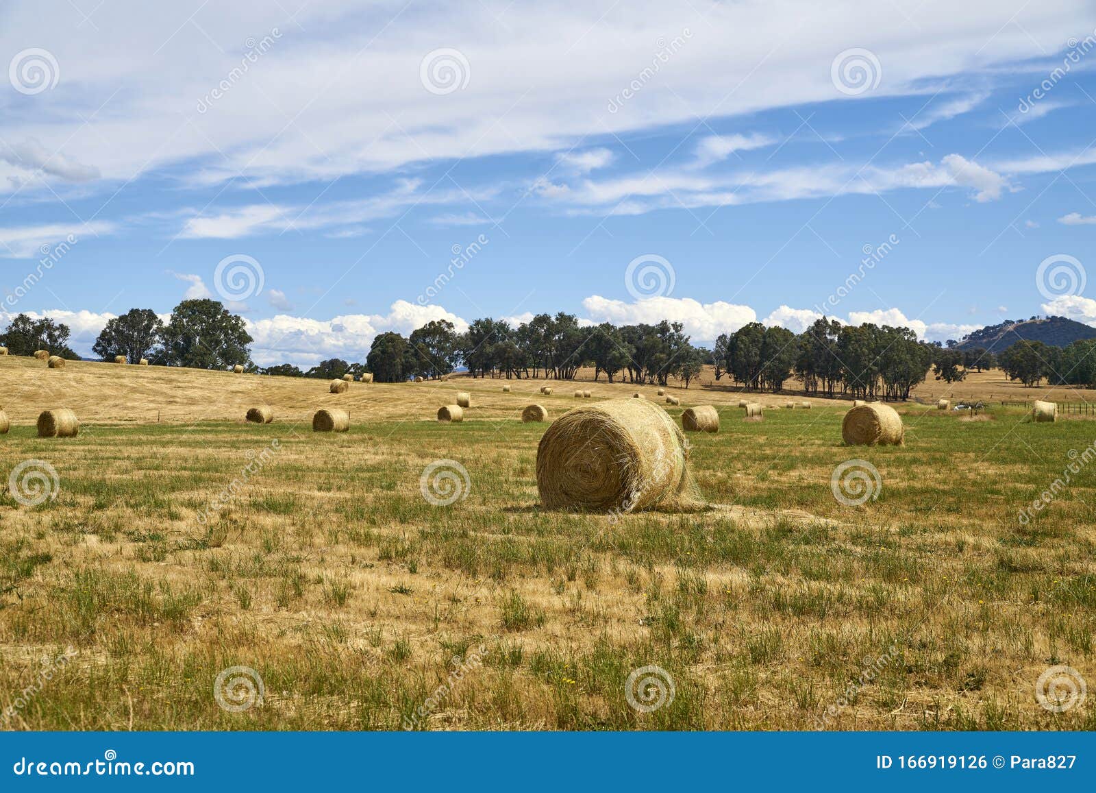 The haystack stock photo. Image of macro, autumn, nature - 166919126