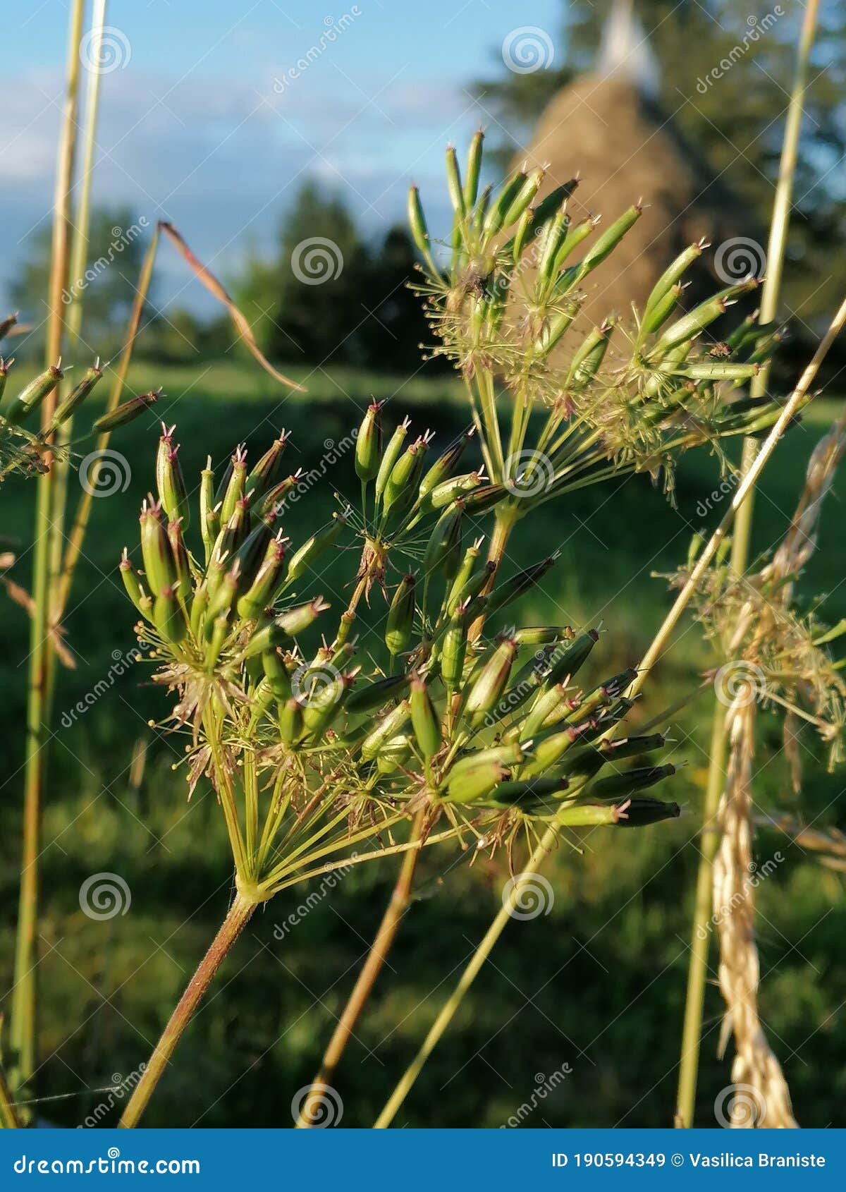 Haystack Looked Under the Plants Stock Image - Image of looked, nature ...