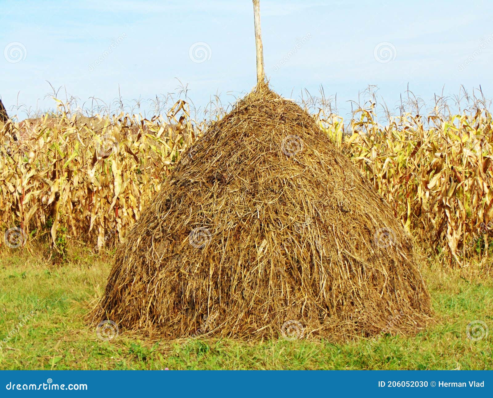 Haystack in Maramures County, Romania Stock Photo - Image of baia, bear ...