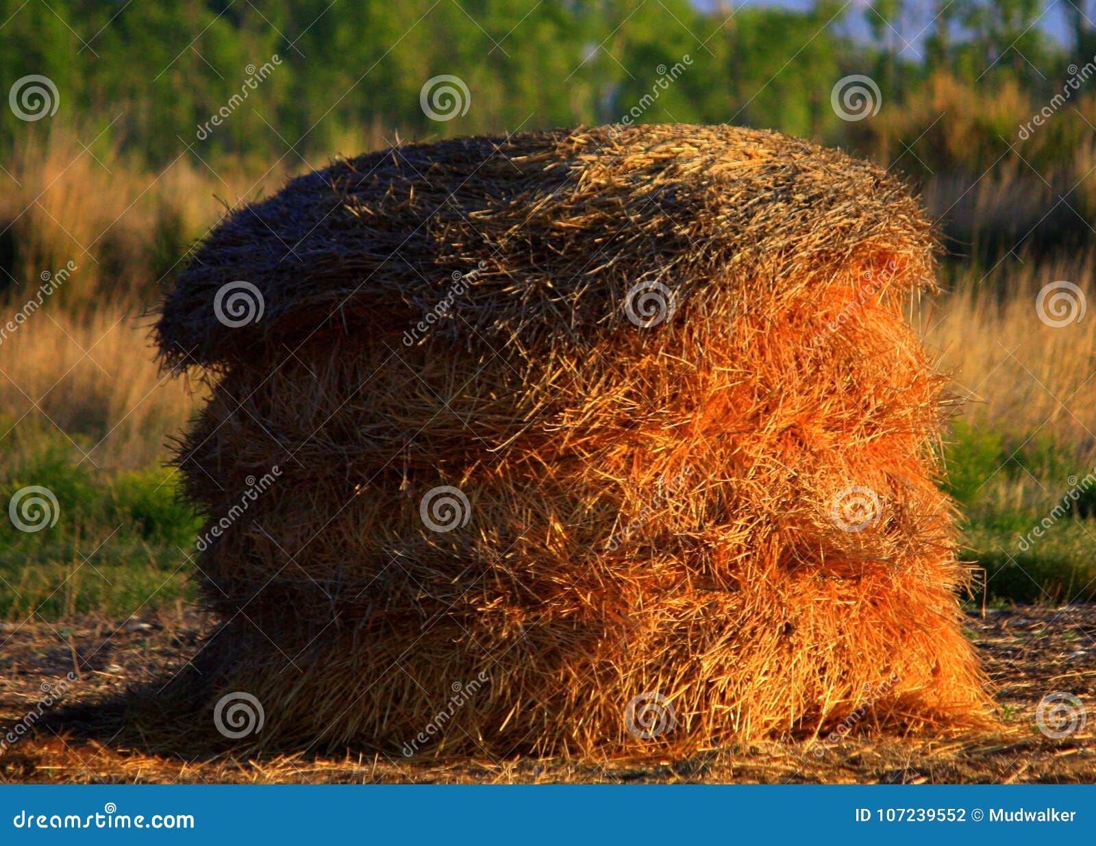 Haystack in Morning Sun stock photo. Image of detail - 107239552