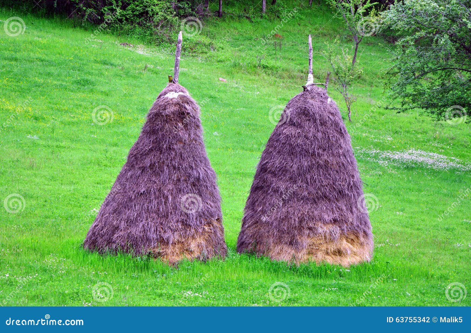 Haystack stock photo. Image of gather, food, agricultural - 63755342