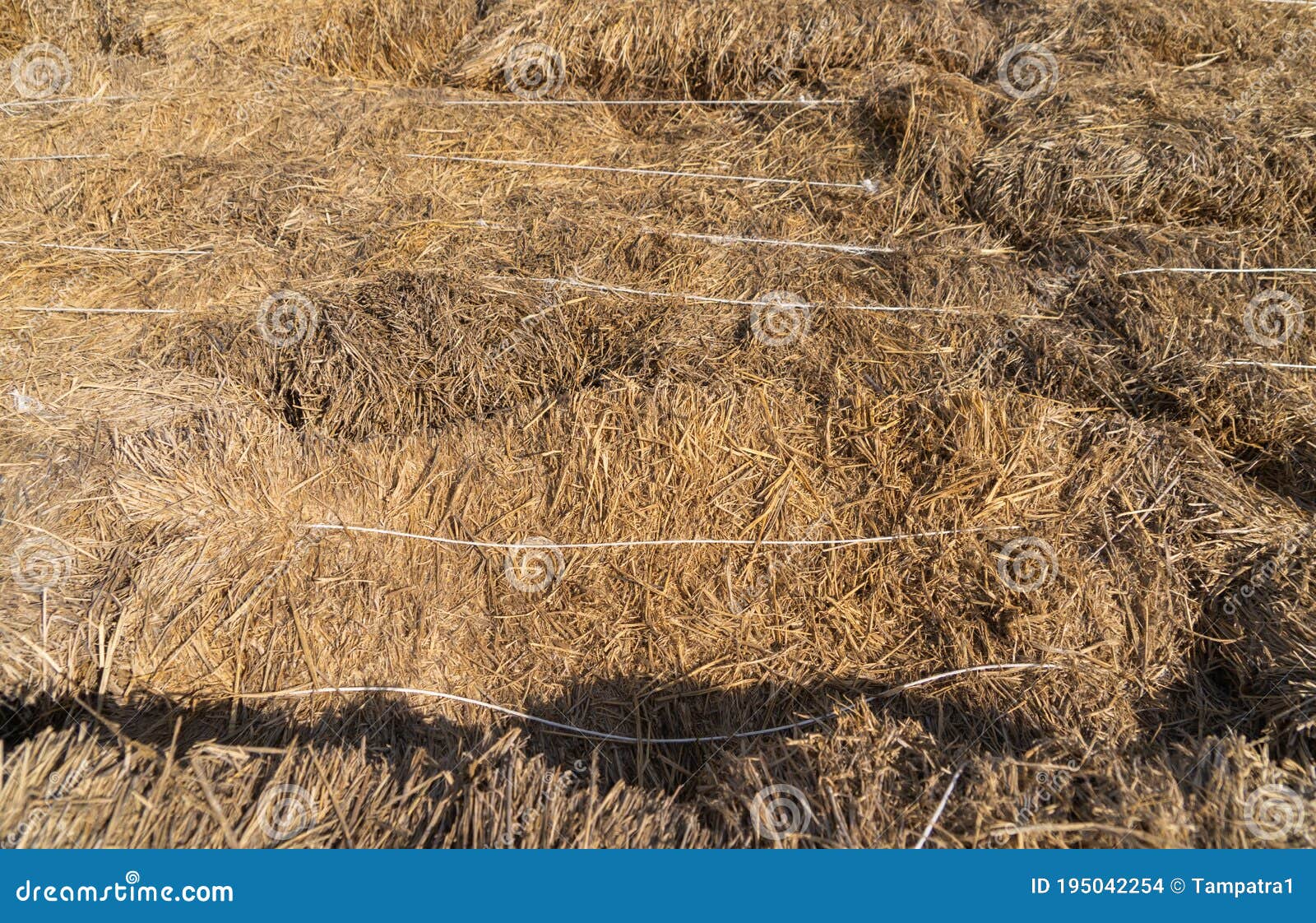 Hay Field Texture